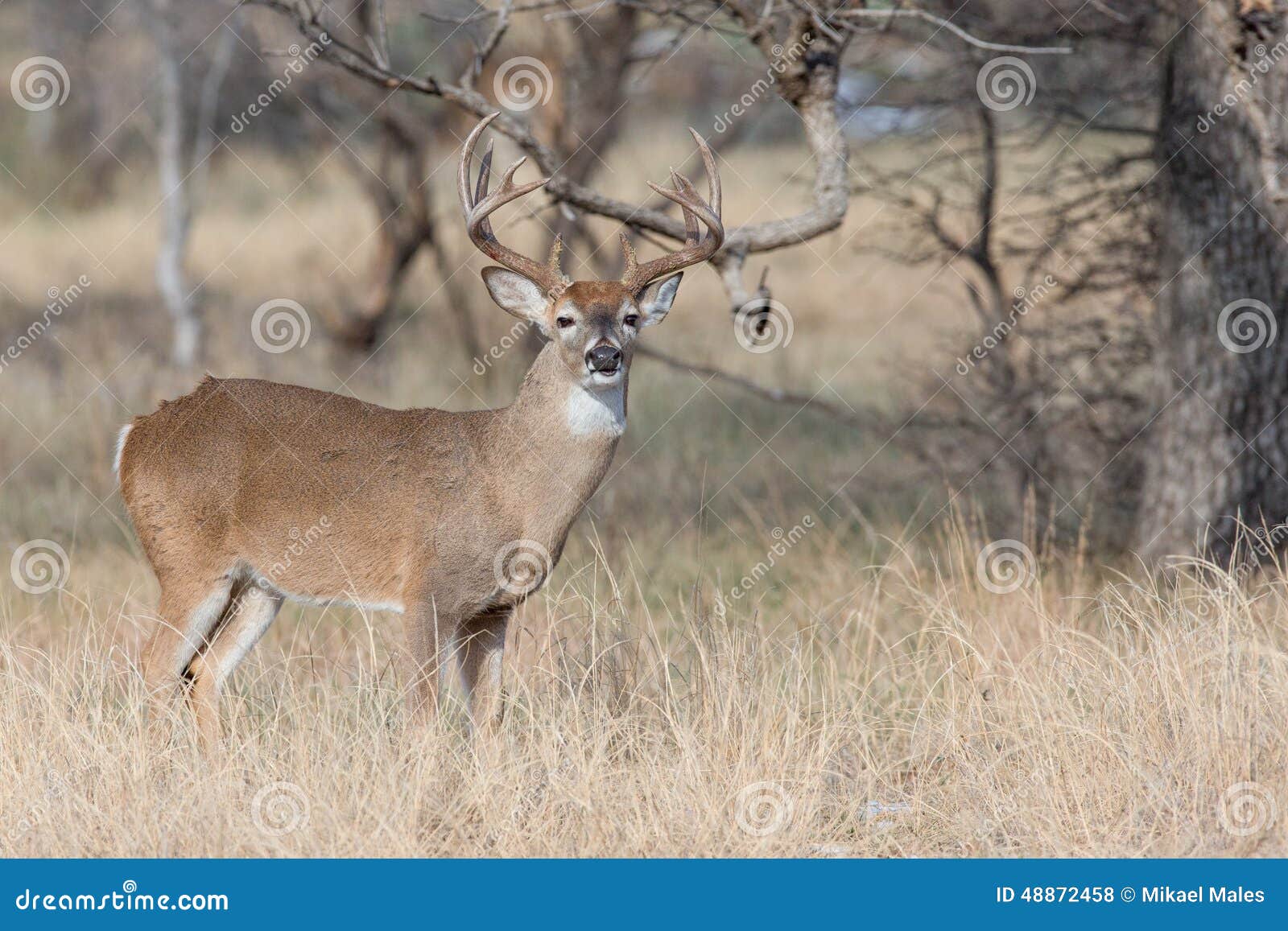 Portrait View of Whitetail Buck Stock Photo - Image of crockett ...