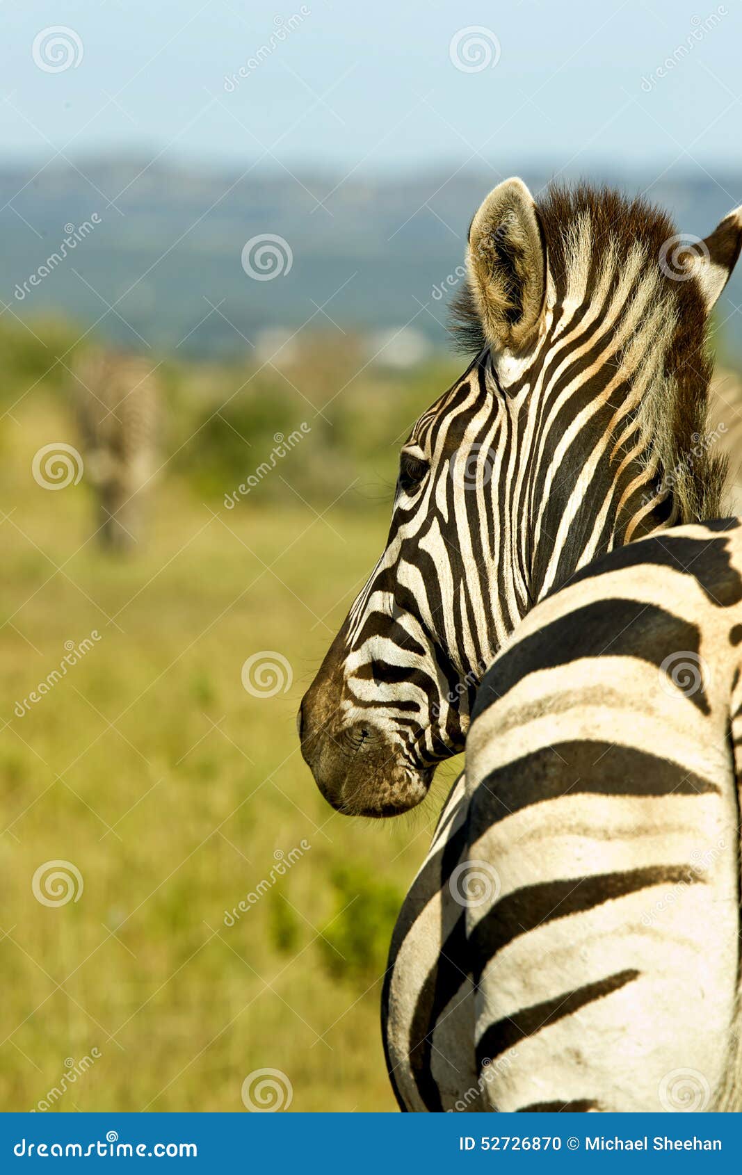 Portrait View of a Zebra from Behind Stock Photo - Image of pattern ...