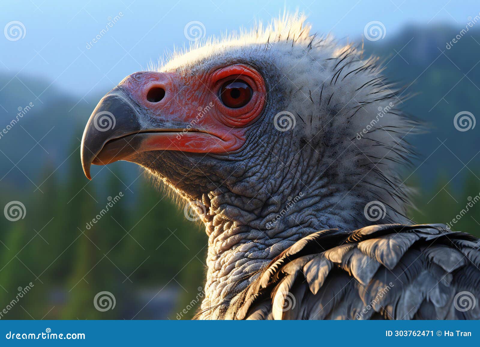 Portrait of a Vulture with a Bright Red Beak Stock Illustration ...
