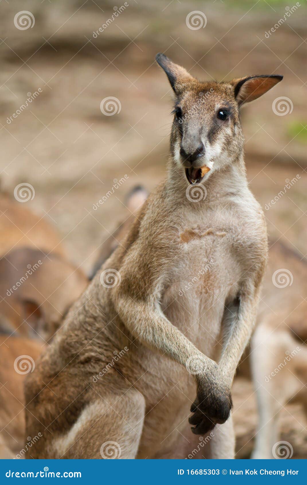 Portrait of a Wallaby stock image. Image of view, portrait - 16685303