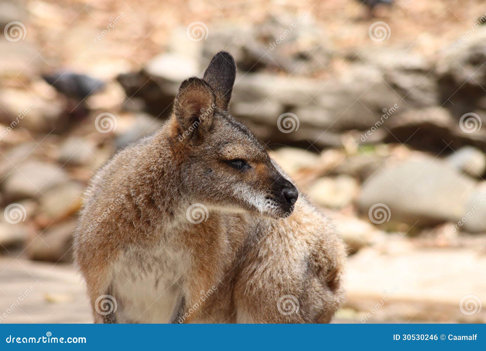 Portrait of Wallaby Looking To the Right Stock Photo - Image of cute ...