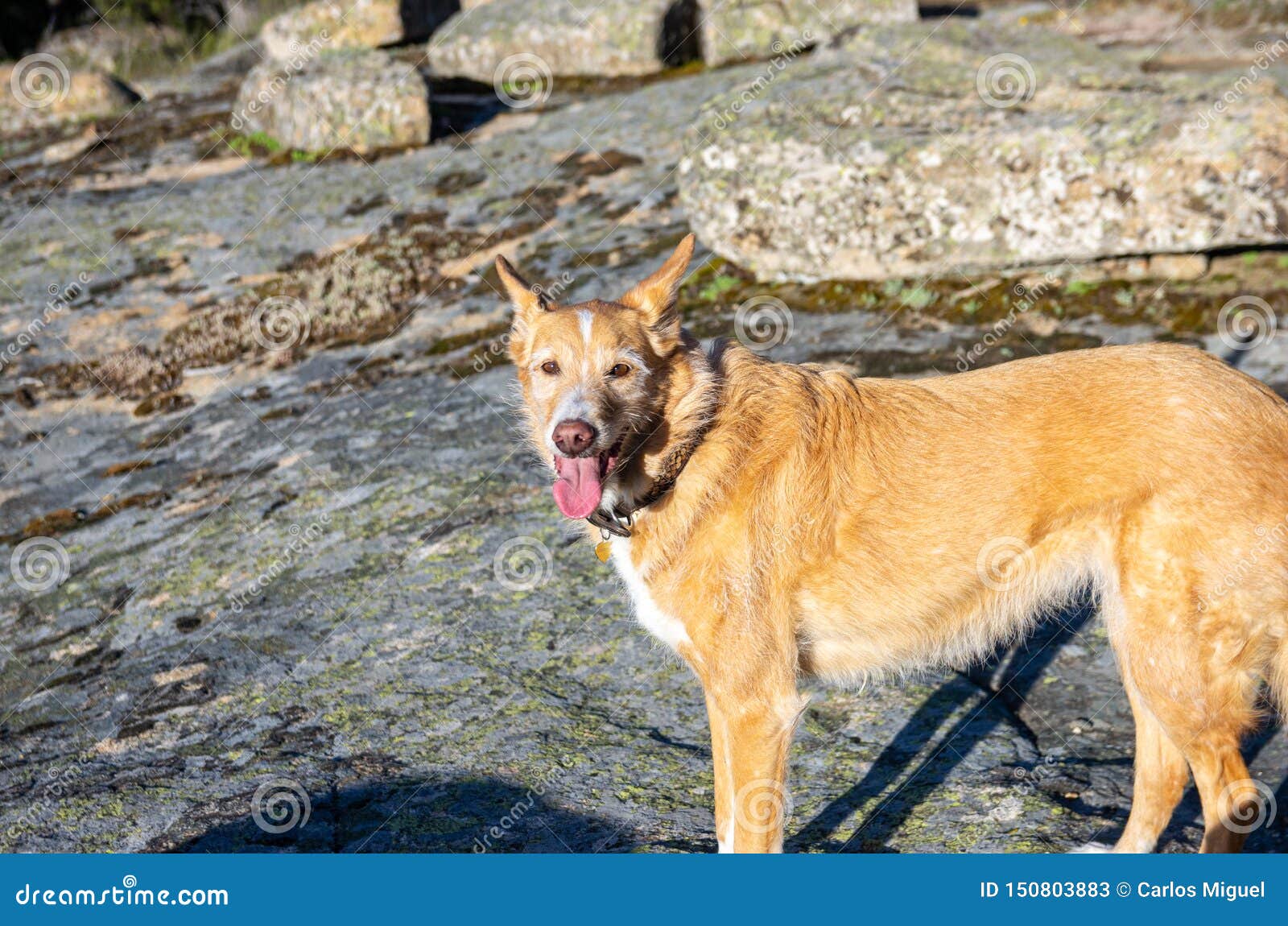 Portrait of a warren hound stock image. Image of pitiful - 150803883