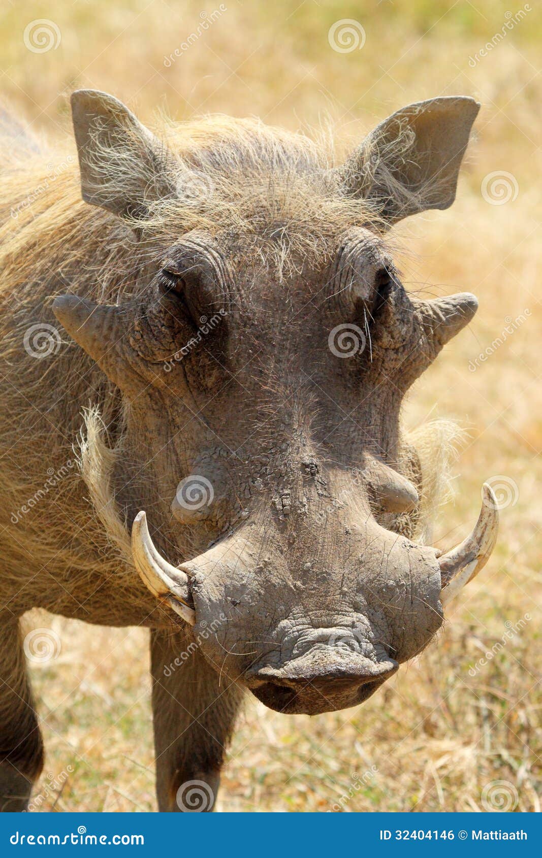 Portrait of a warthog stock photo. Image of male, kenya - 32404146