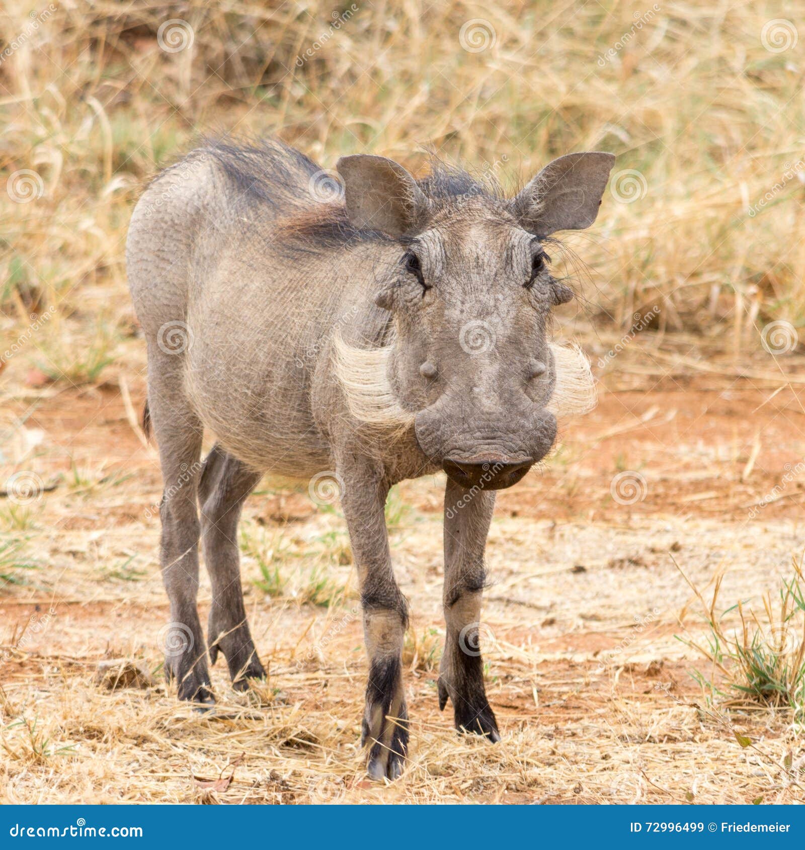 Portrait of a Warthog stock image. Image of beautiful - 72996499