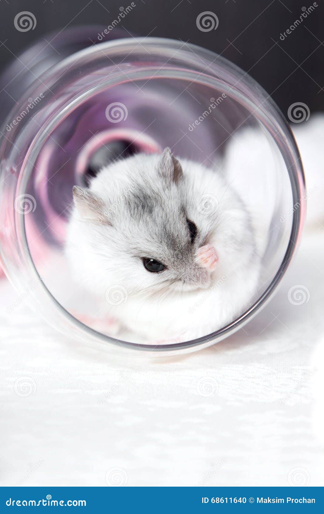 Portrait of Washing Hamster in the Glass Stock Photo - Image of wine ...