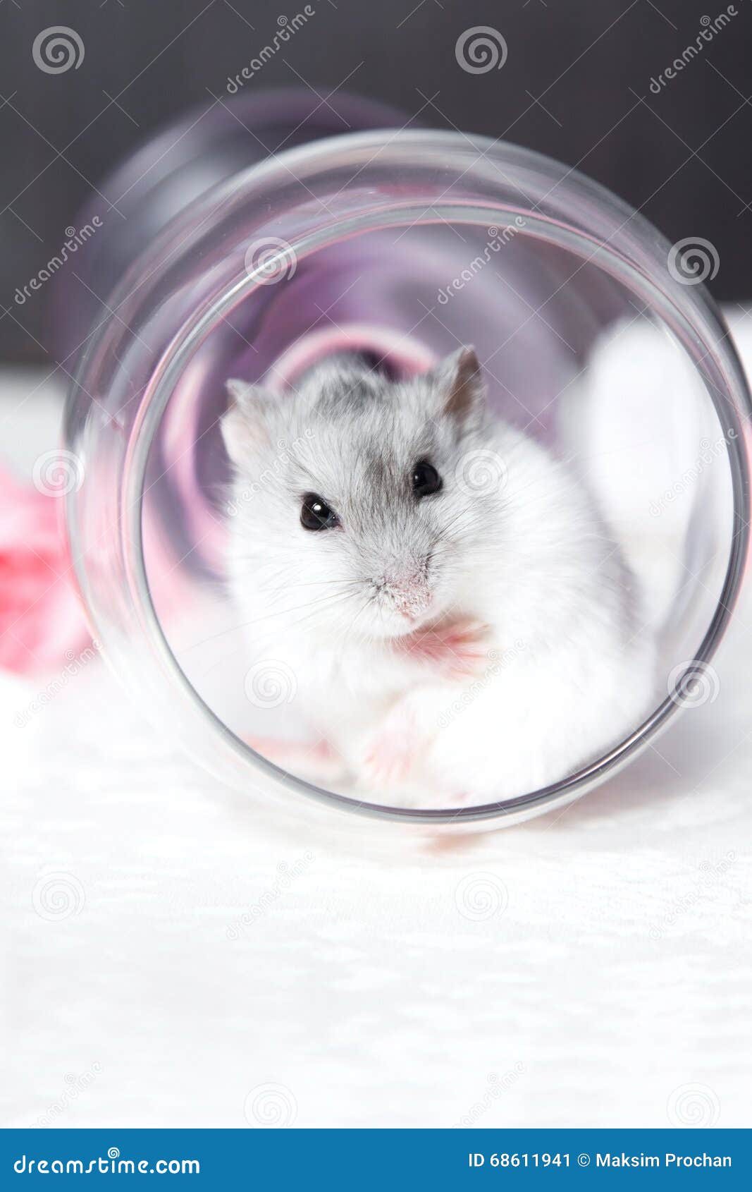 Portrait of Washing Hamster in the Glass Stock Image - Image of sitting ...