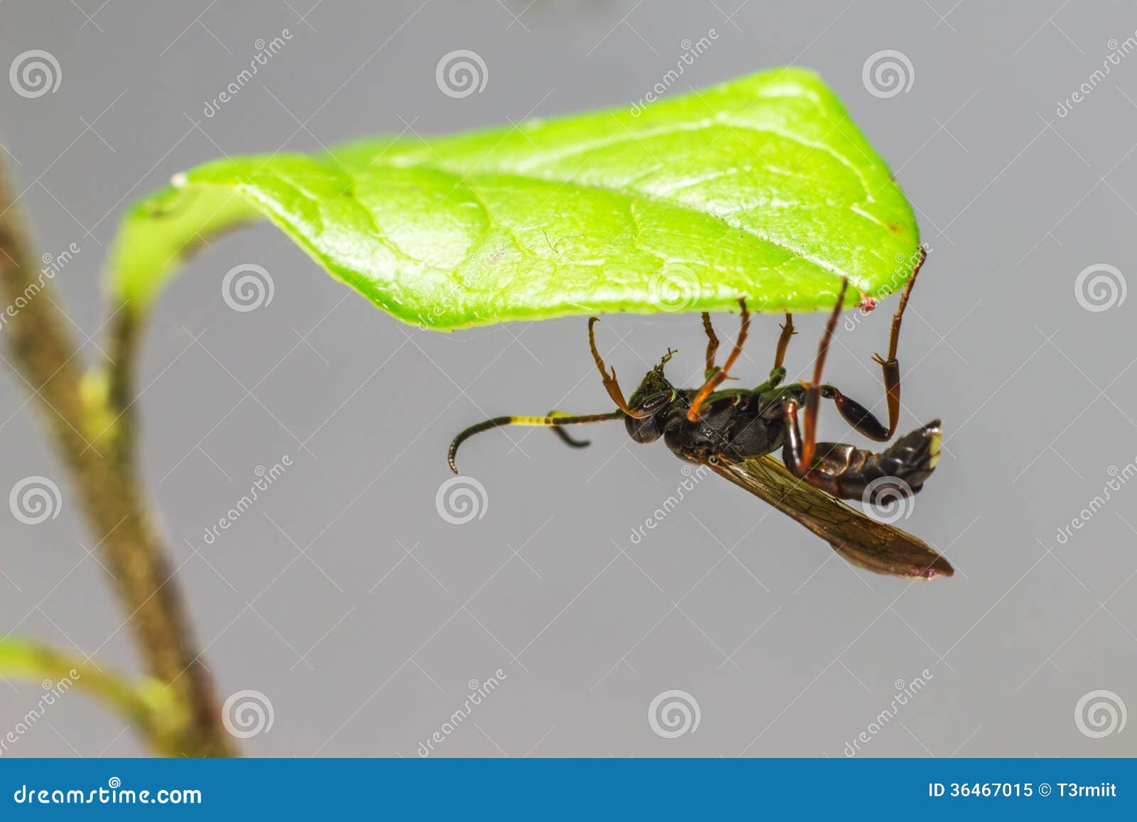 Portrait of a wasp stock image. Image of leaf, colorful - 36467015