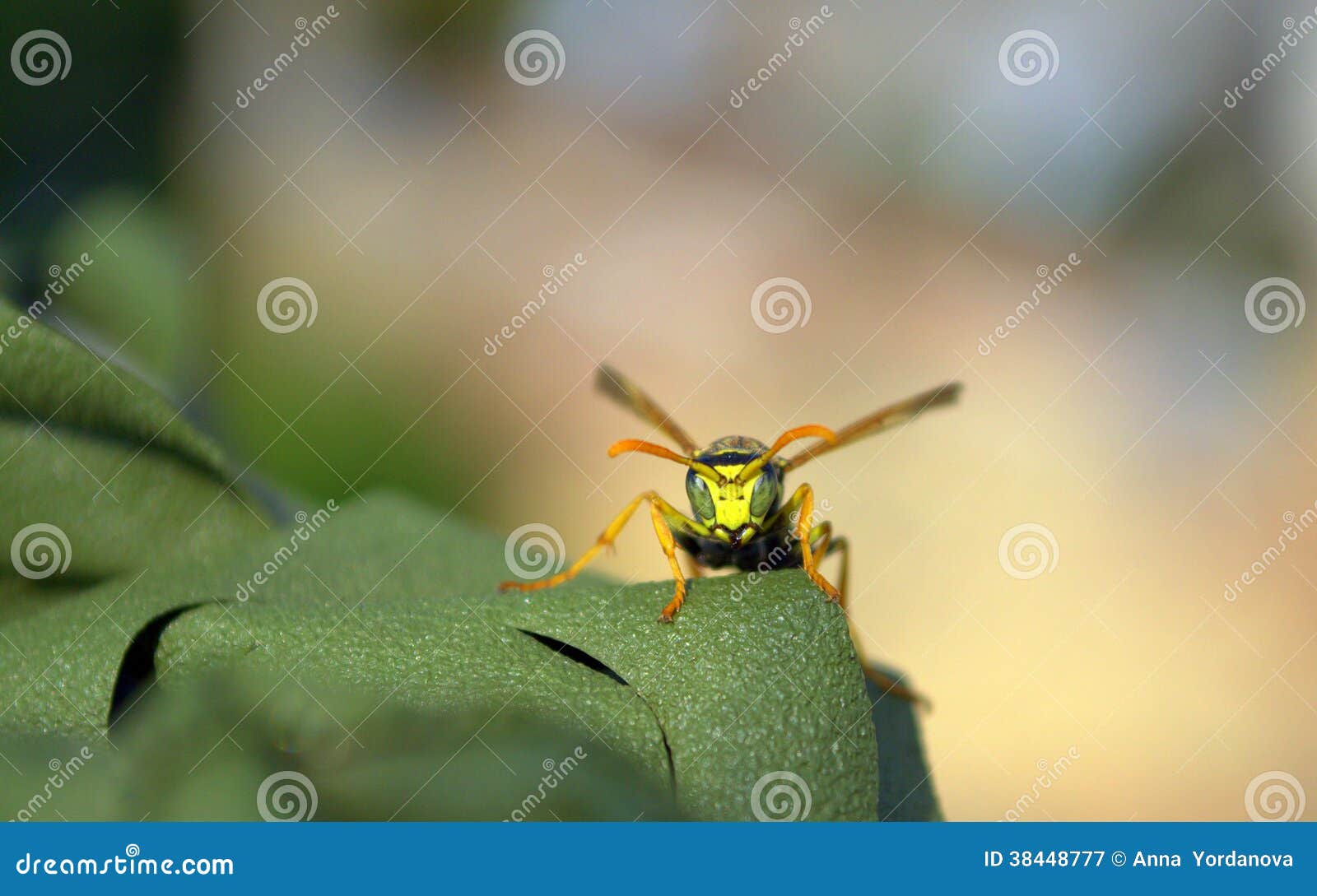 Portrait of Wasp Watching Scary Directly Stock Image - Image of drones ...