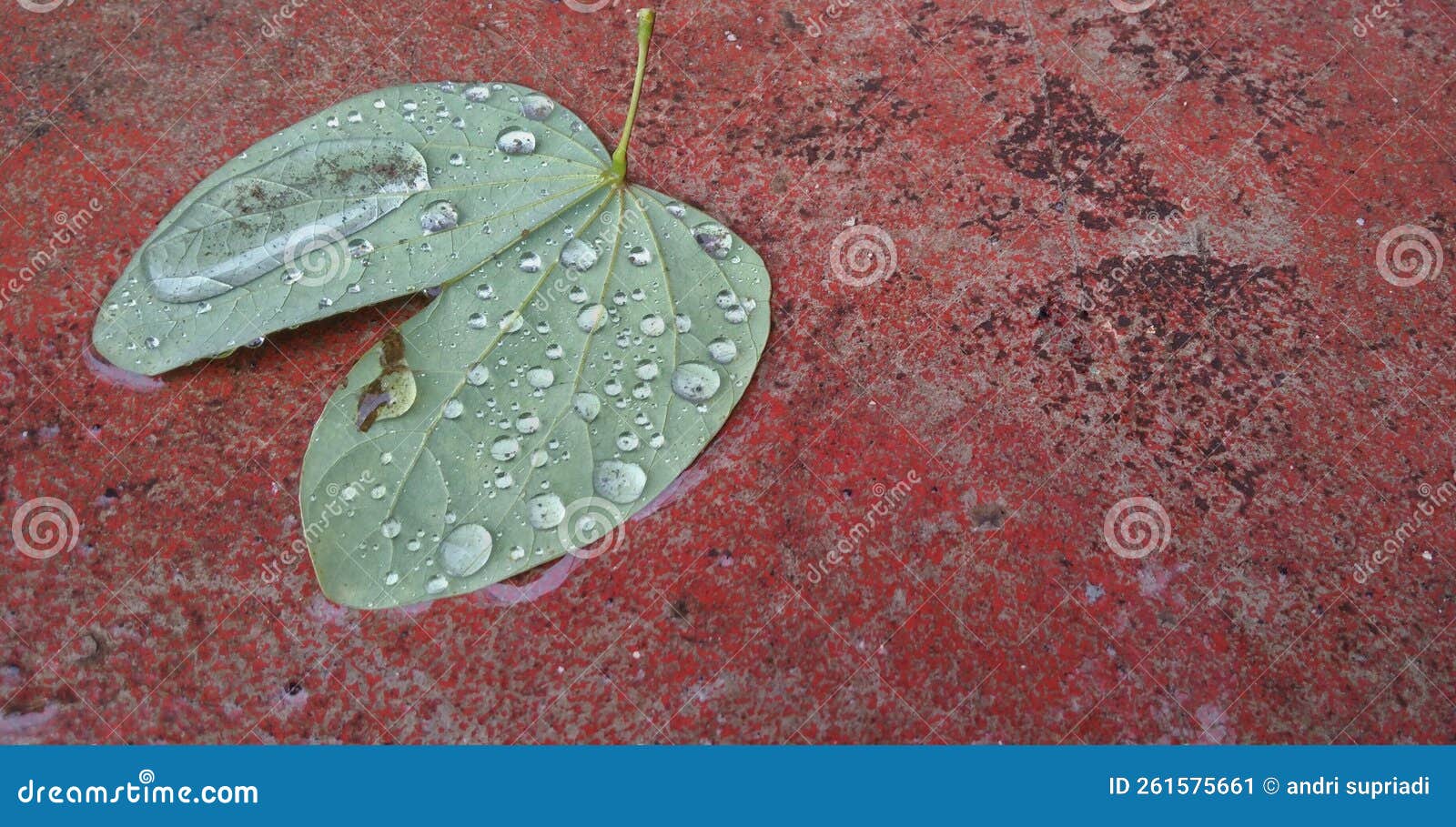 Portrait of Water Becoming Bubbles on a Leaf Stock Image - Image of ...