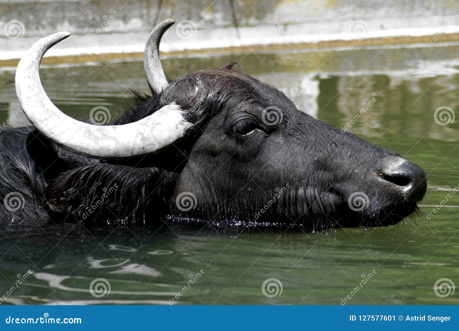 Portrait of a Water Buffalo Stock Image - Image of ungulates, asia ...