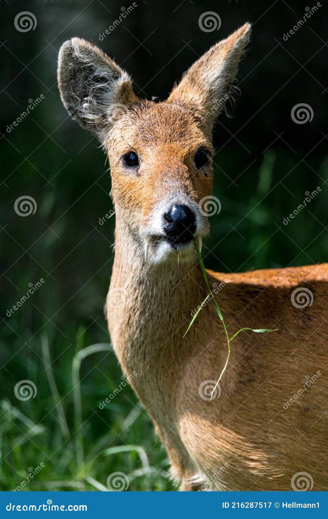 Portrait of a Water Deer stock image. Image of chinese - 216287517