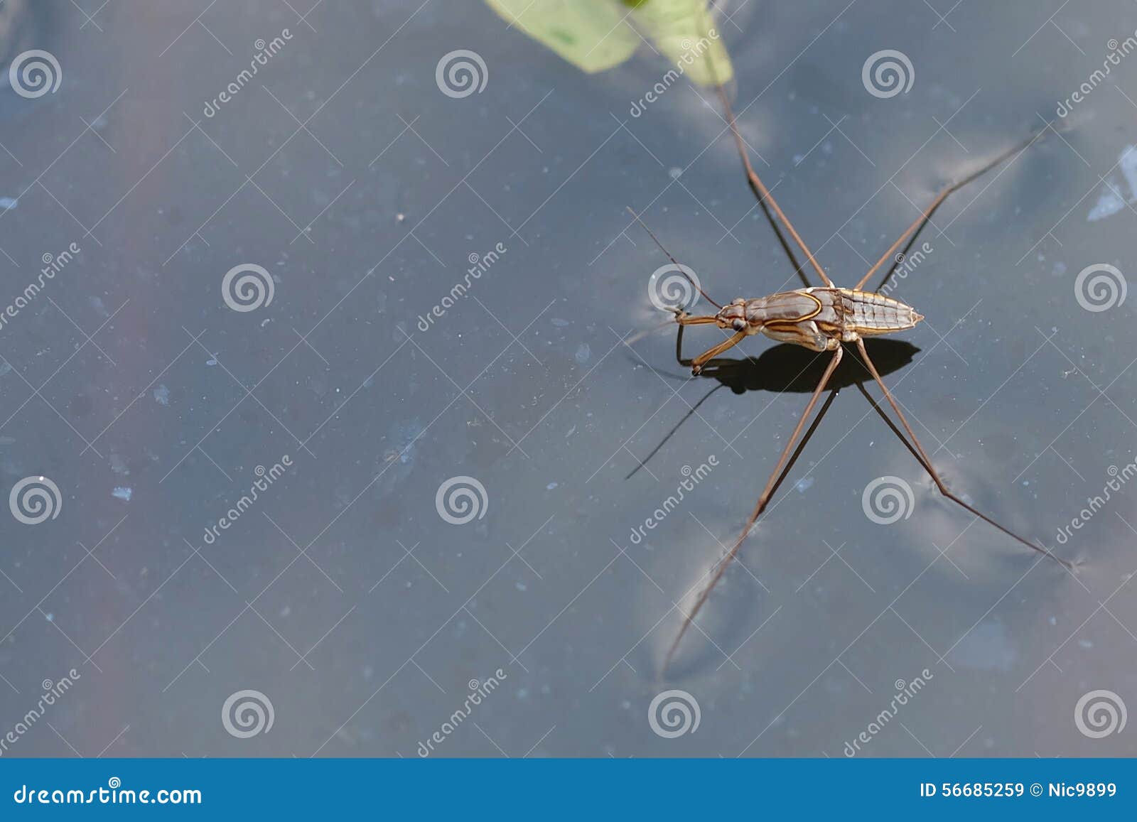 Portrait of a Water Strider Stock Image - Image of leaf, lily: 56685259
