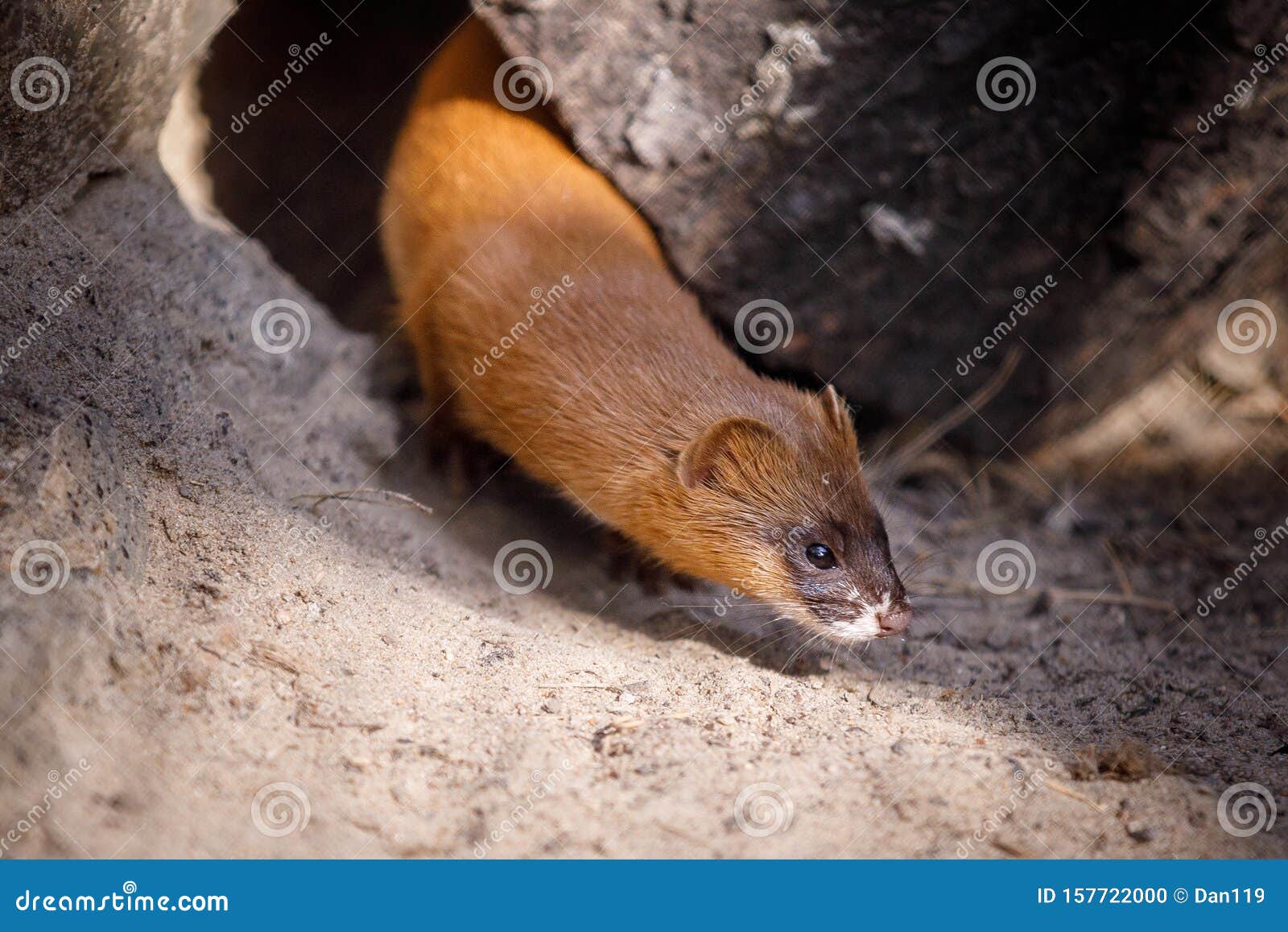 Portrait of Weasel Sitting Close Stock Photo - Image of northern ...