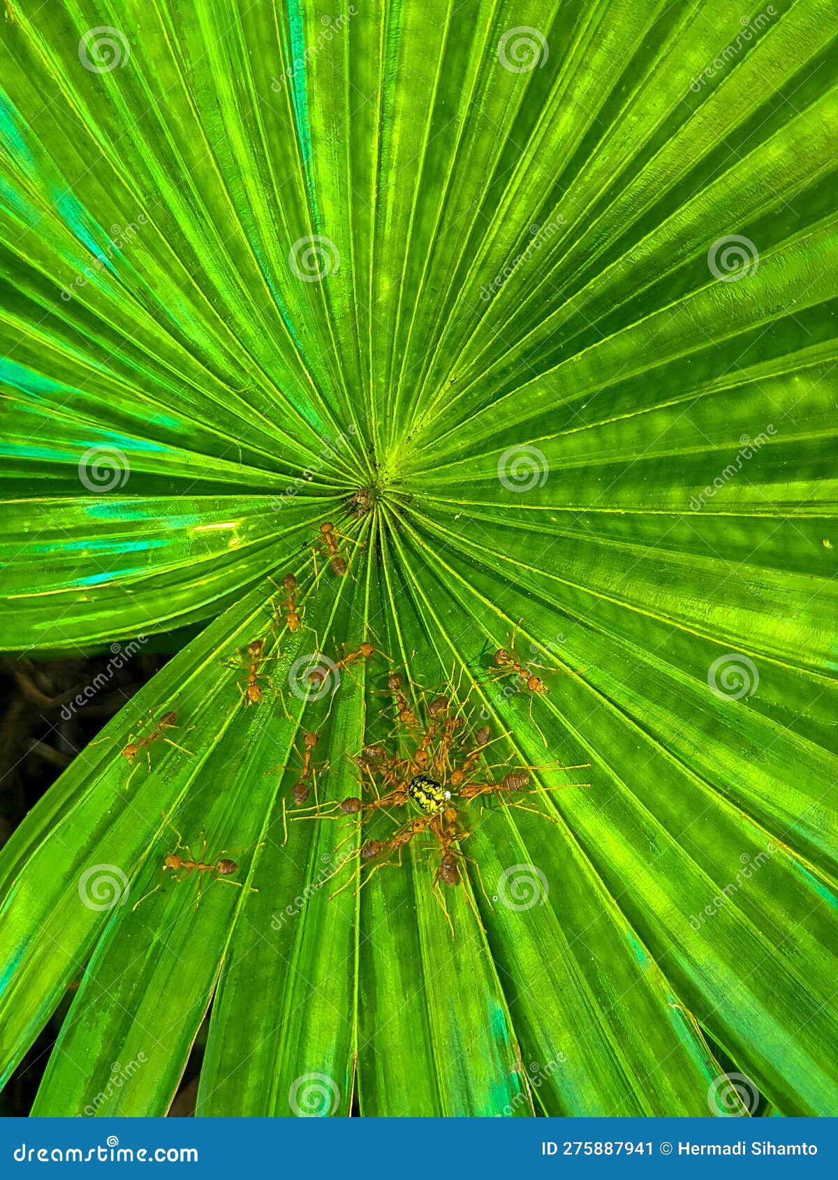 Swarm Of Weaver Ants Feeding On The Alates Termite. Royalty-Free Stock ...