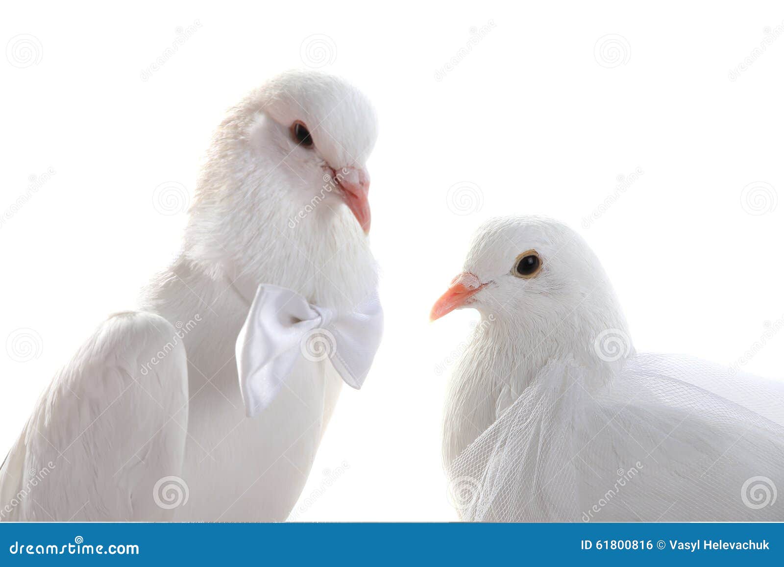 Portrait Wedding doves stock photo. Image of religion - 61800816