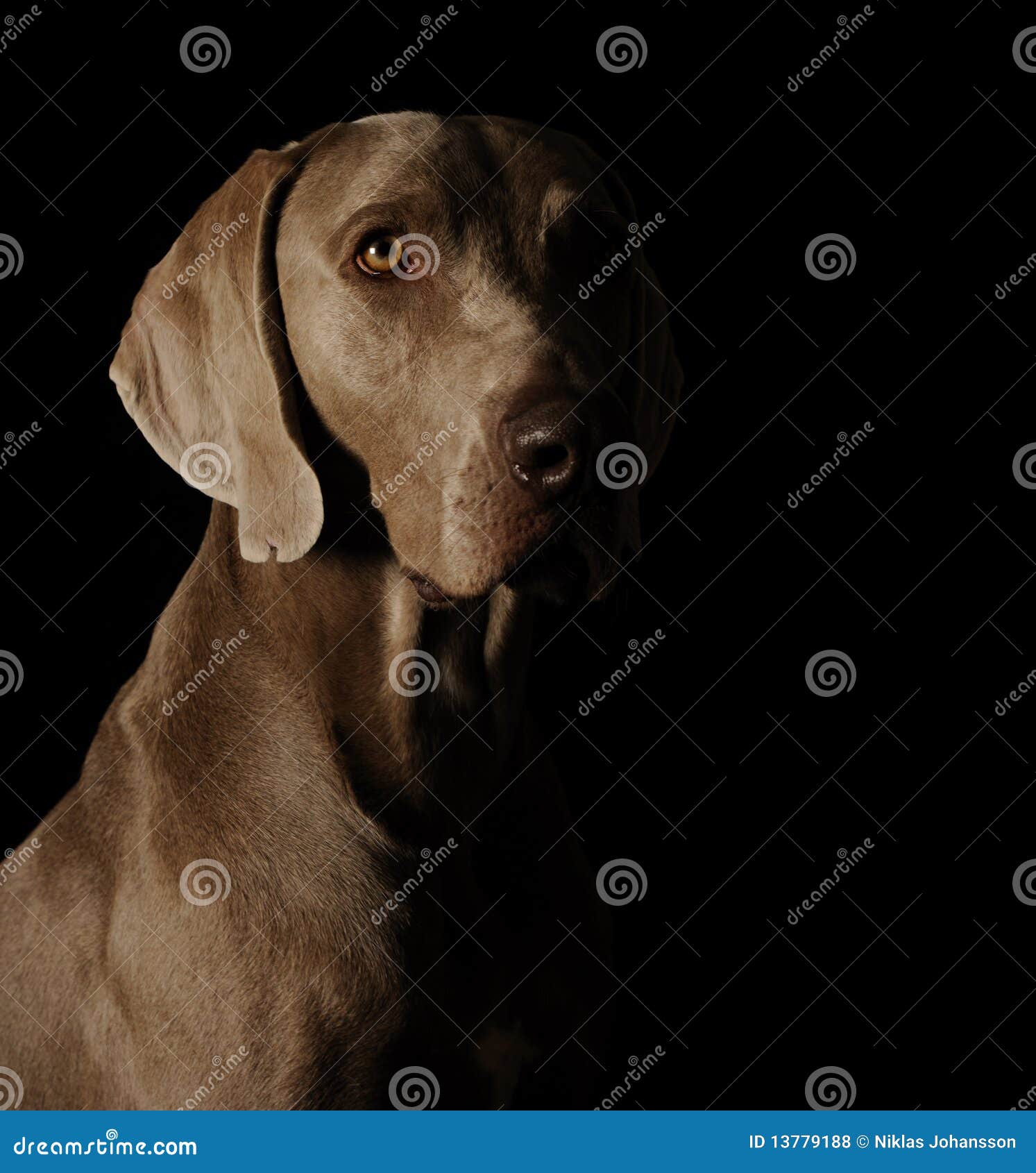 Portrait of a weimaraner stock photo. Image of friends - 13779188