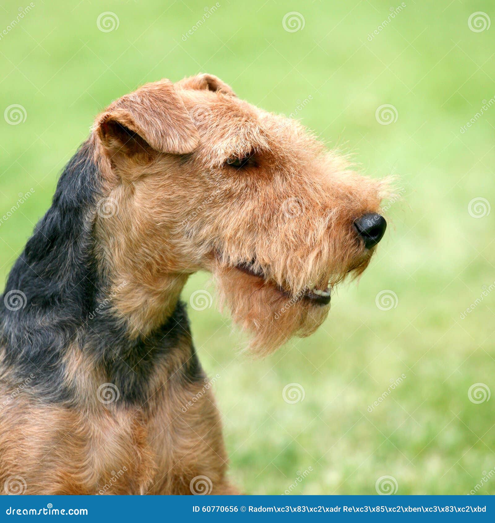 Portrait of Welsh Terrier stock photo. Image of sorrow - 60770656