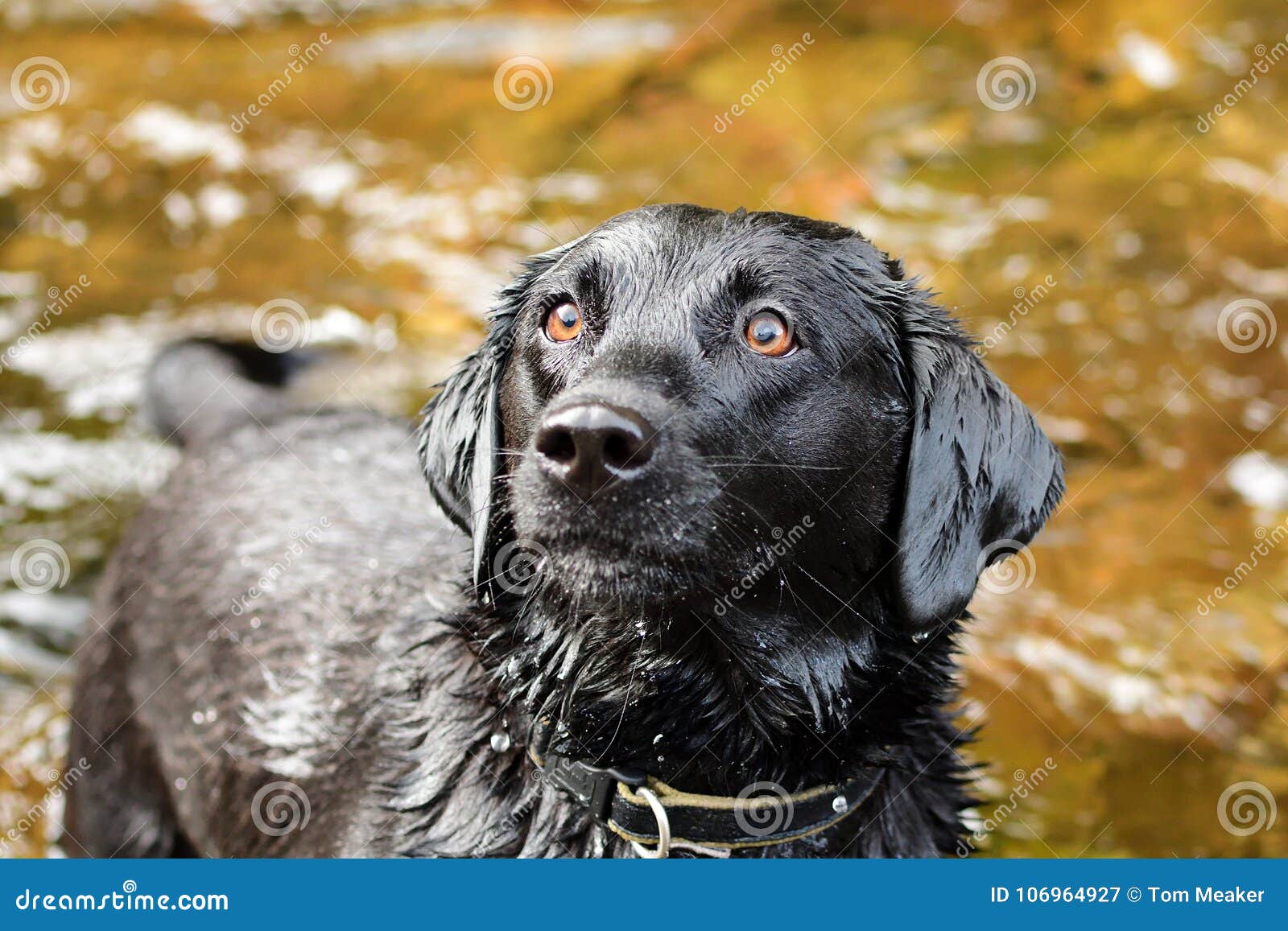 Black Labrador Standing in a River Stock Image - Image of outdoor ...