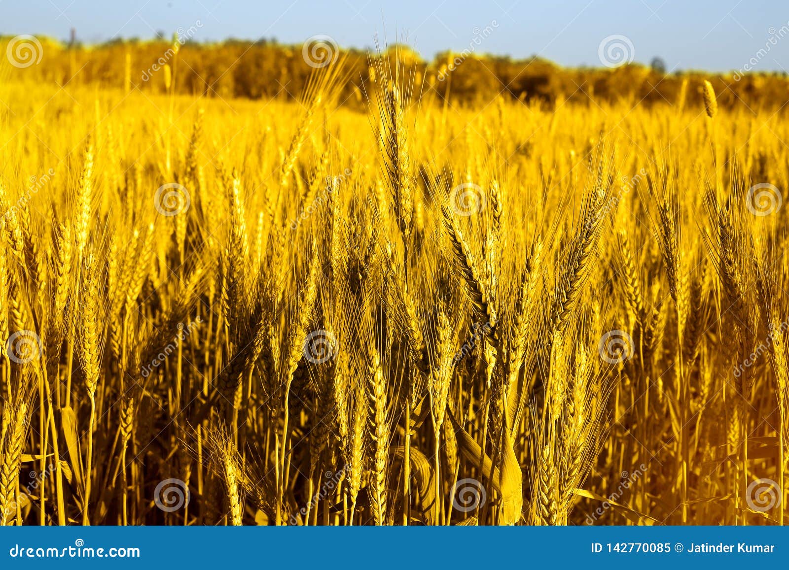Portrait of Wheat Fields for Baisakhi Stock Image - Image of celebrated ...