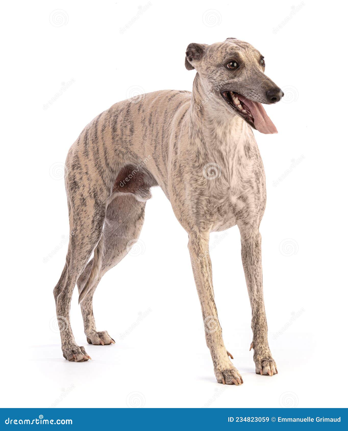 Portrait of Whippet Standing and Cut Out Stock Image - Image of male ...
