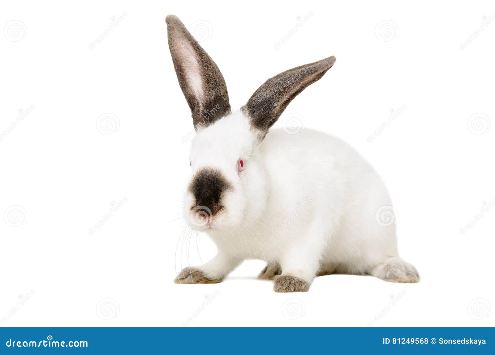 Portrait of a White Albino Rabbit Stock Photo - Image of furry, nose ...
