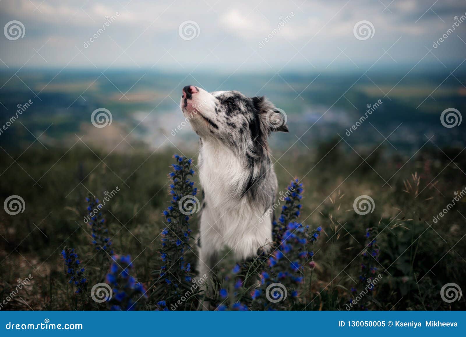 Portrait White Border Collie Sit at the Mountains in Flowers Stock ...