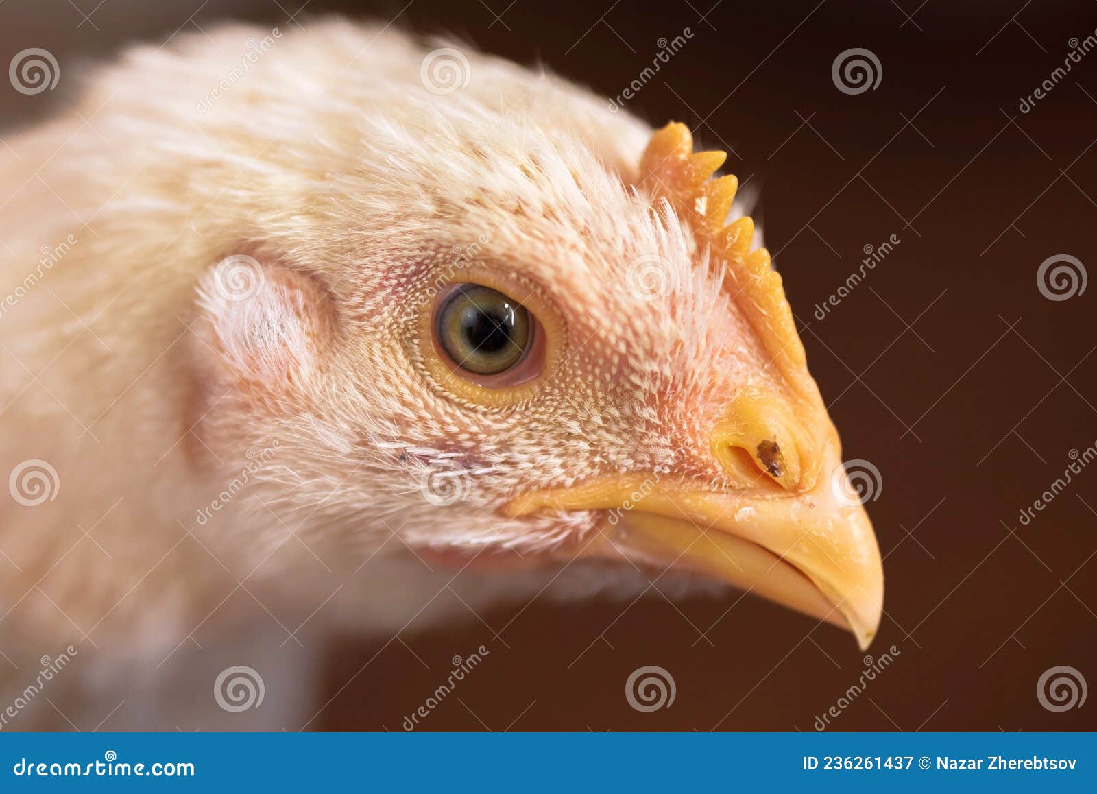 Portrait of a White Broiler Chicken Stock Image - Image of avian, live ...