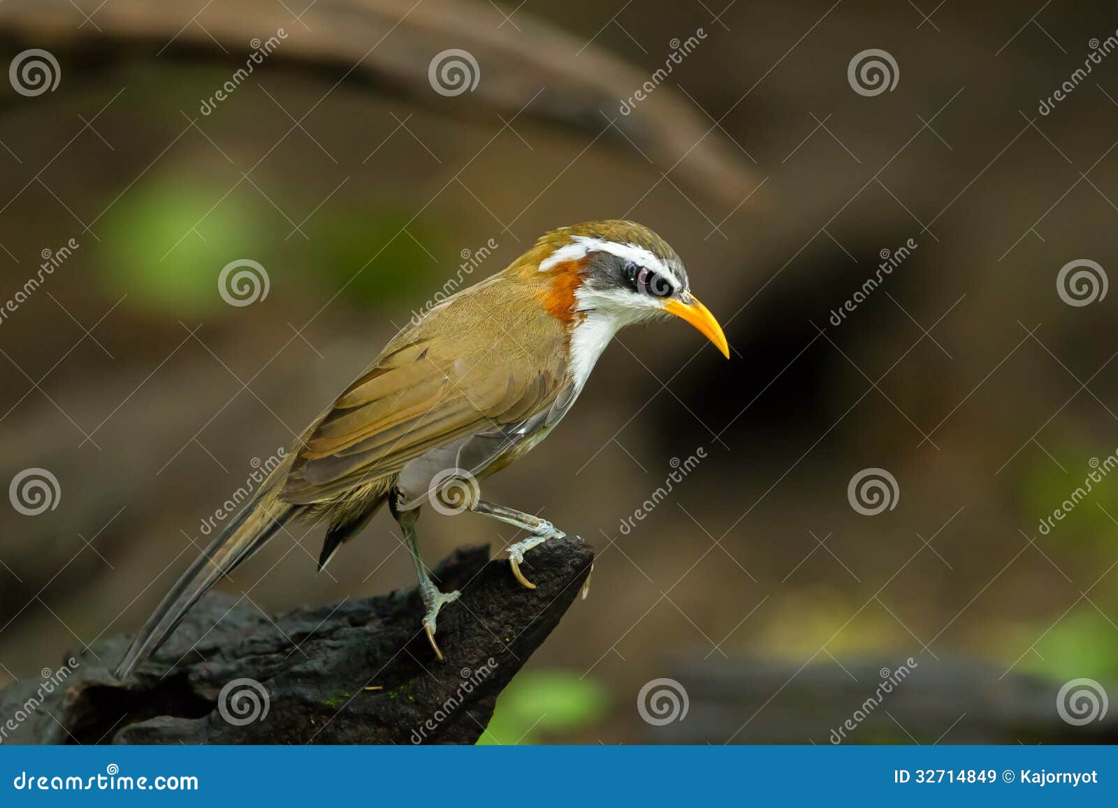 Portrait of White-browed Scimitar-babbler Stock Image - Image of brow ...
