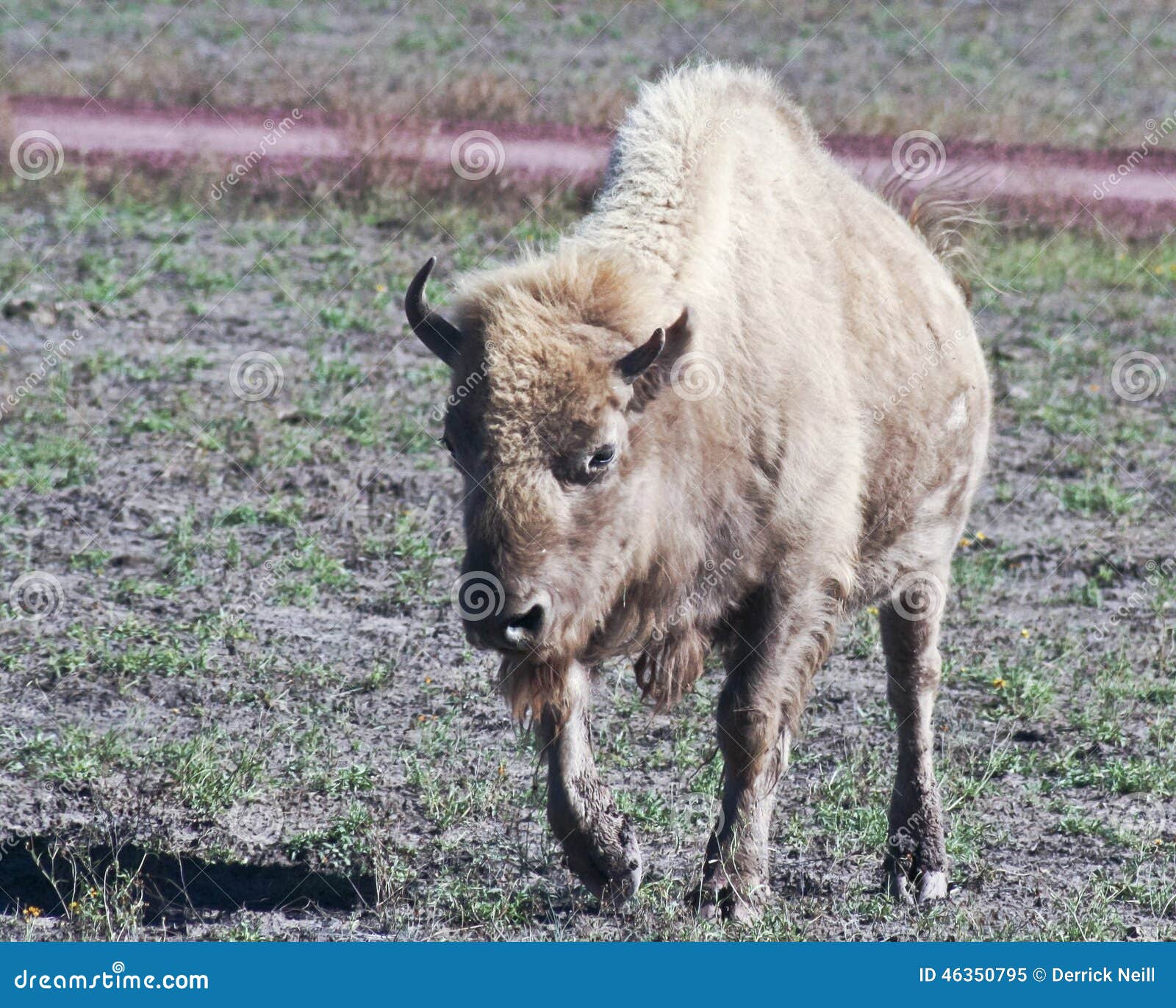 A Portrait of a White Buffalo, Bison Bison Stock Image - Image of ...