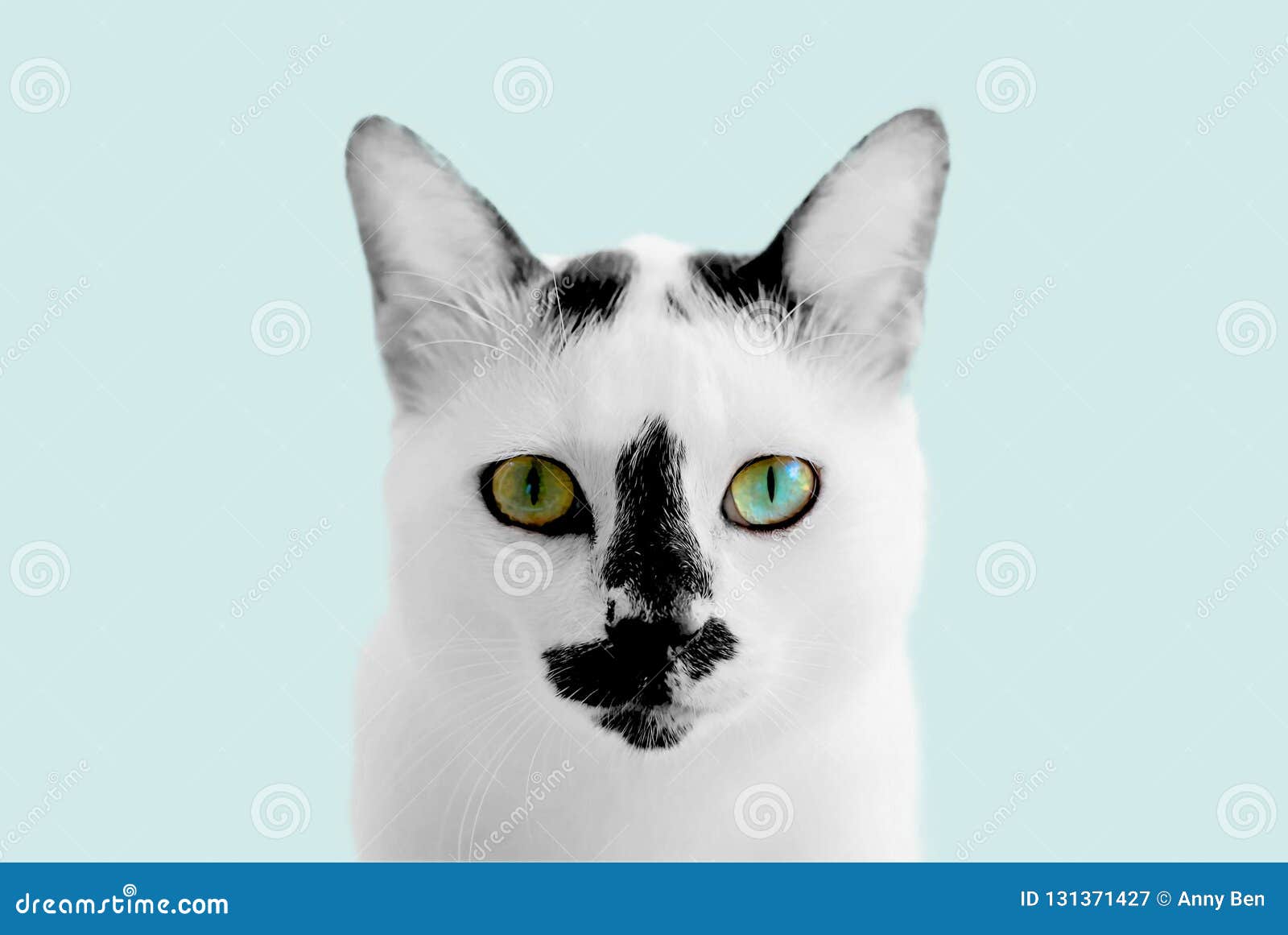 Cat Face Isolated Background Stock Image - Image of fluffy, animal ...