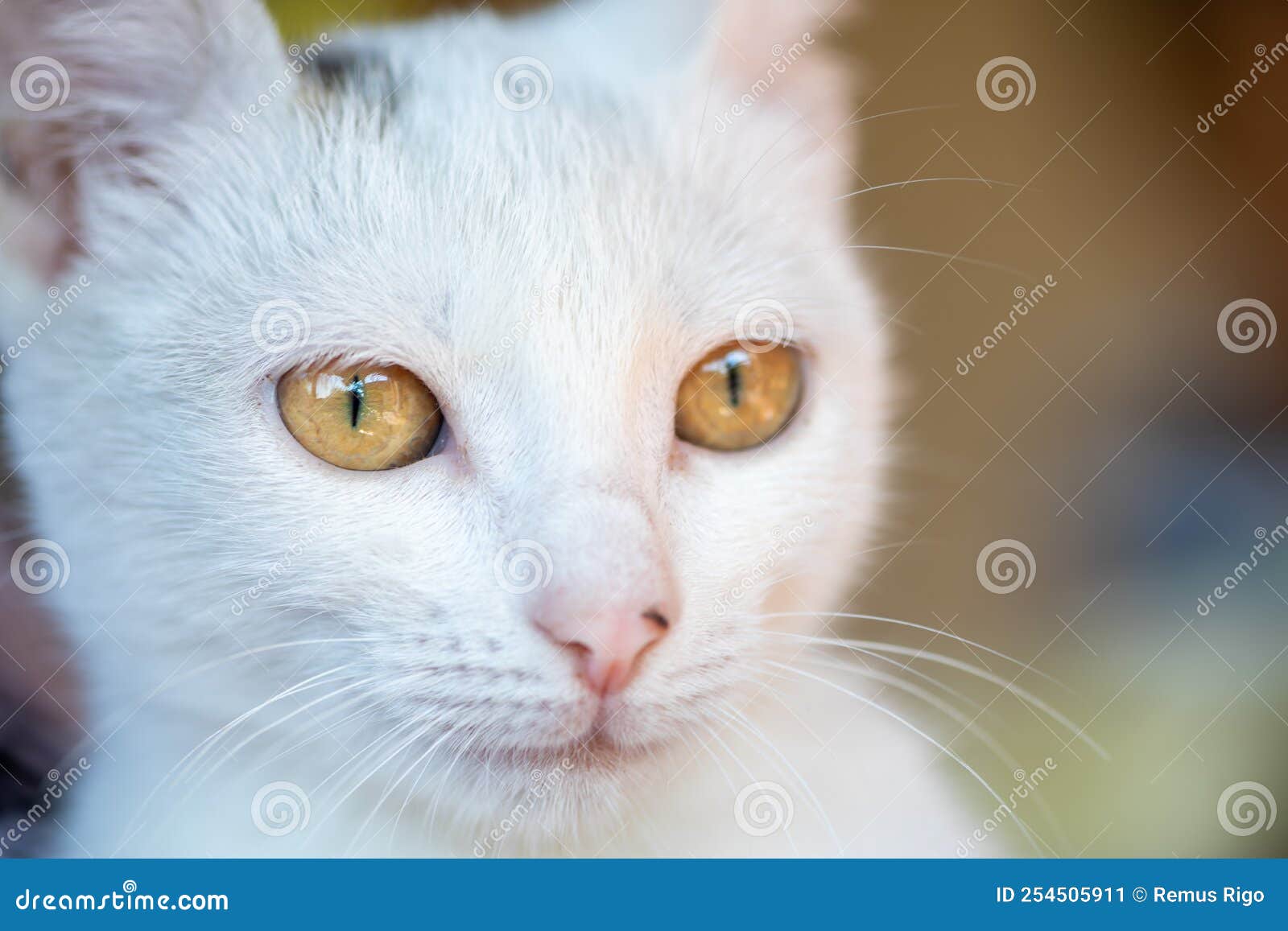 Portrait of a white cat stock image. Image of outdoors - 254505911