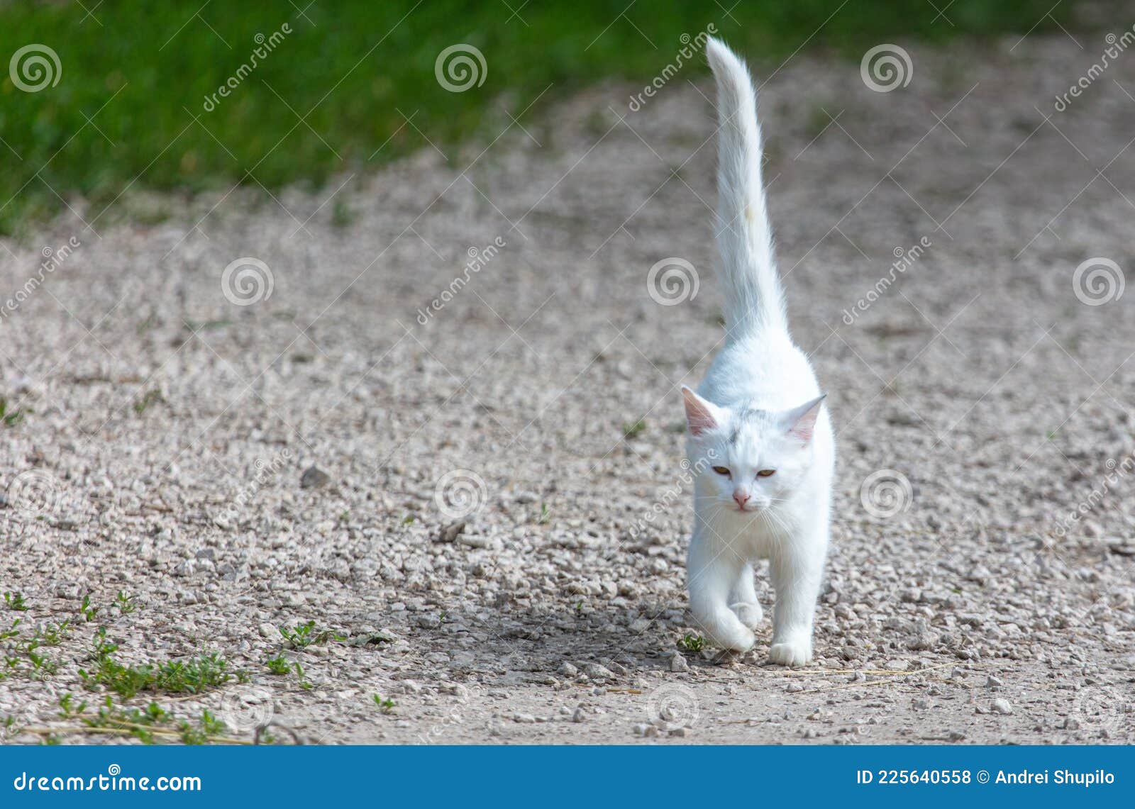 Portrait of a White Cat with a Long Tail. Stock Photo - Image of furry ...