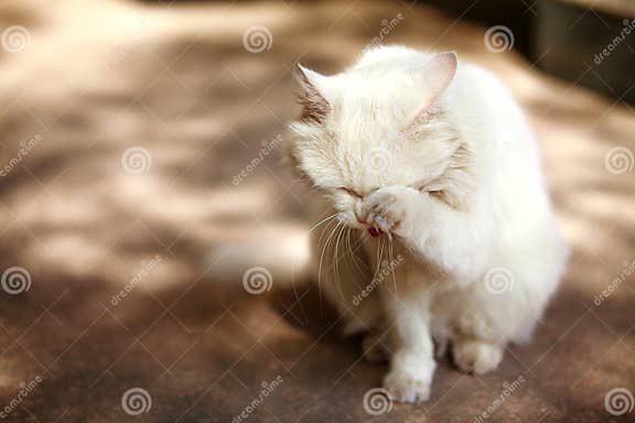 Portrait of White Cat (sad) Stock Image - Image of cute, kitten: 38390053