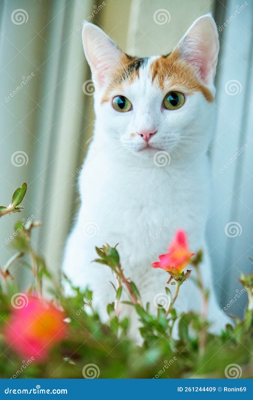 Portrait of White with Cat Spots Stock Image - Image of mestizo ...
