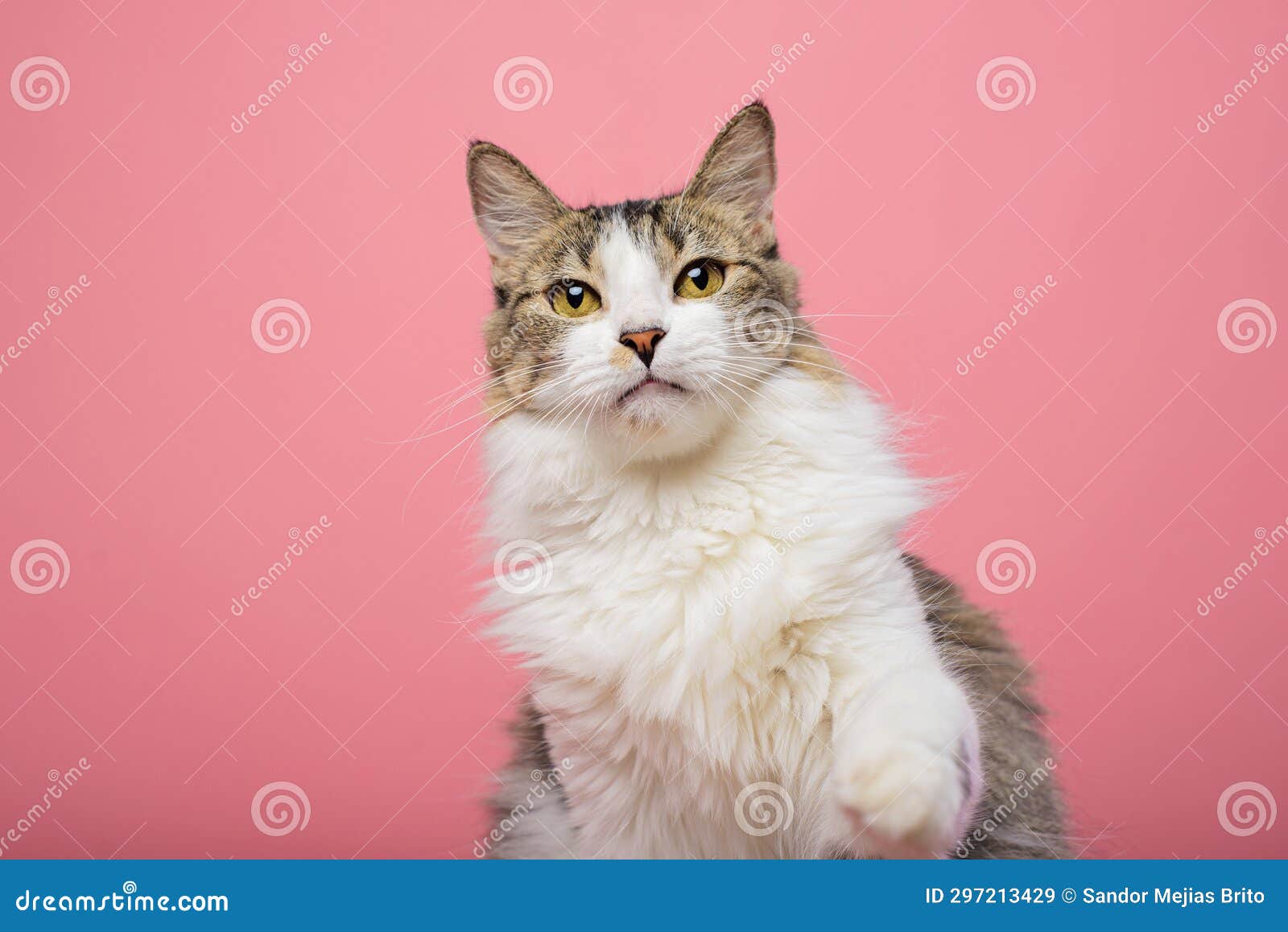 Portrait of White Chest Tabby Cat. Stock Image - Image of white ...