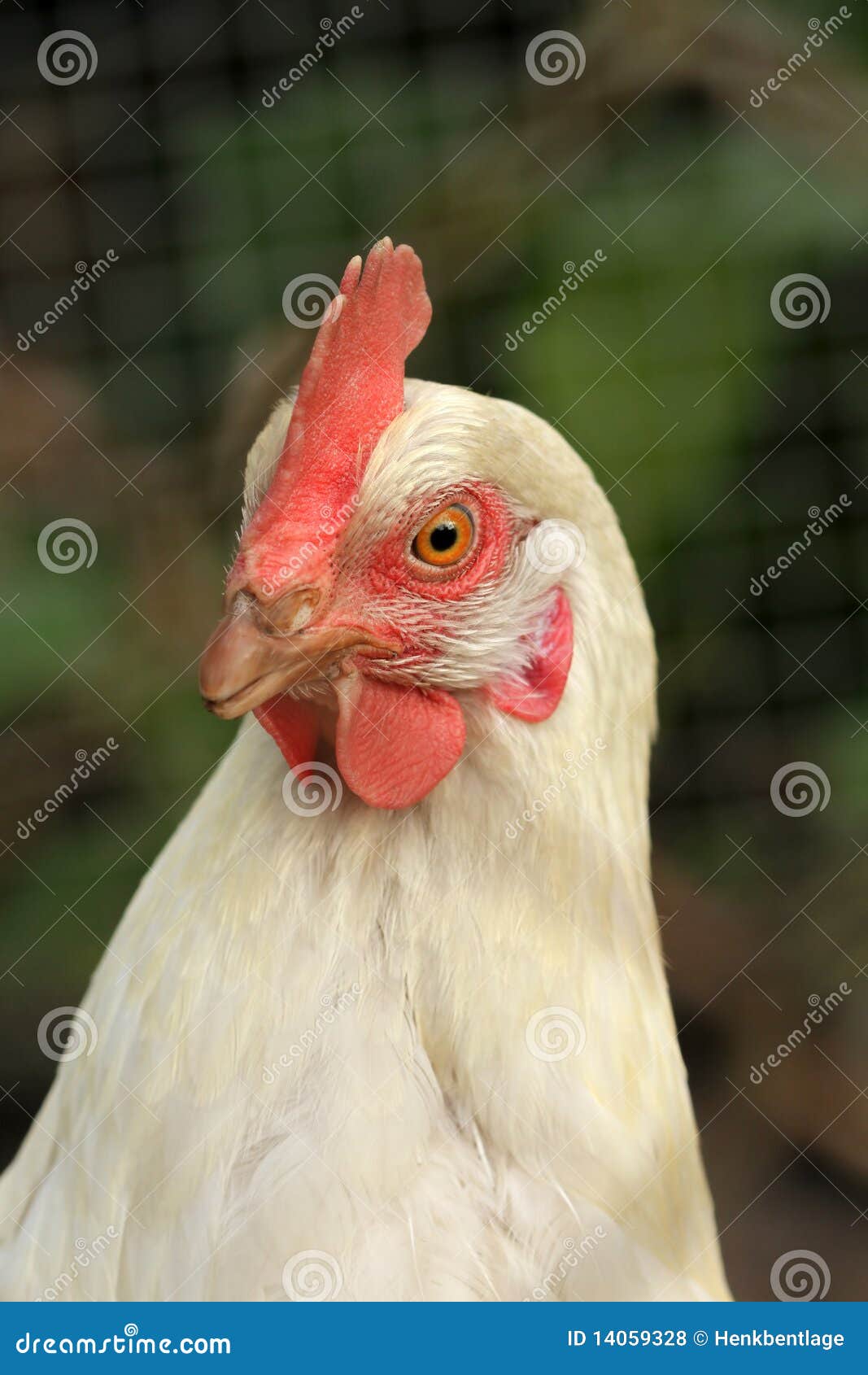 Portrait of a White Chicken Stock Photo - Image of feather, bird: 14059328