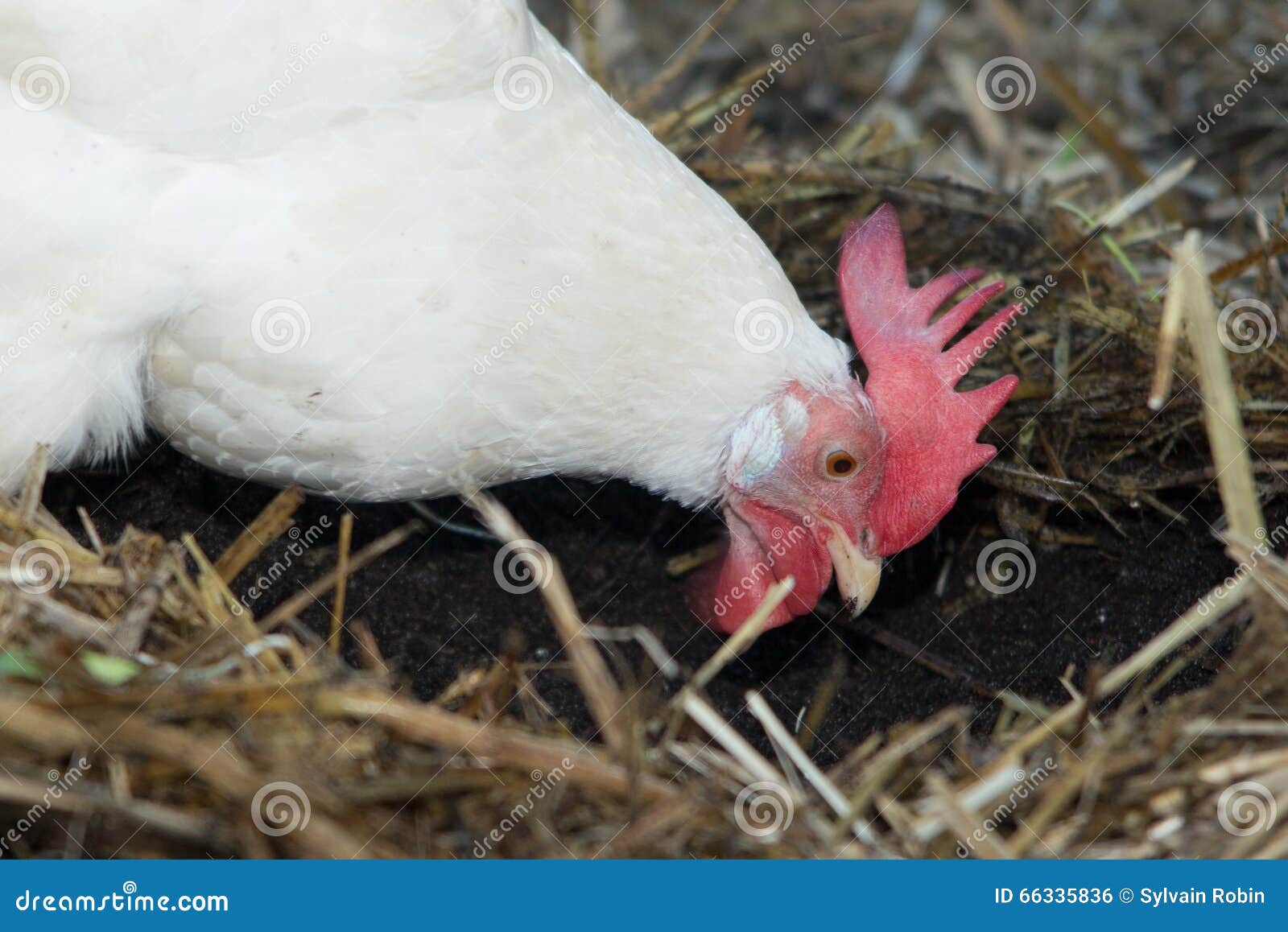 Portrait of a White Chicken Outdoor in the Straw Stock Photo - Image of ...