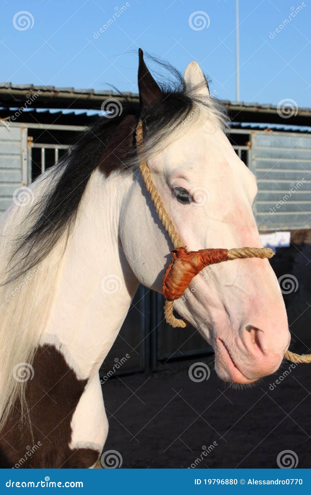 Portrait of a White Dapple Horse Stock Photo - Image of equine ...
