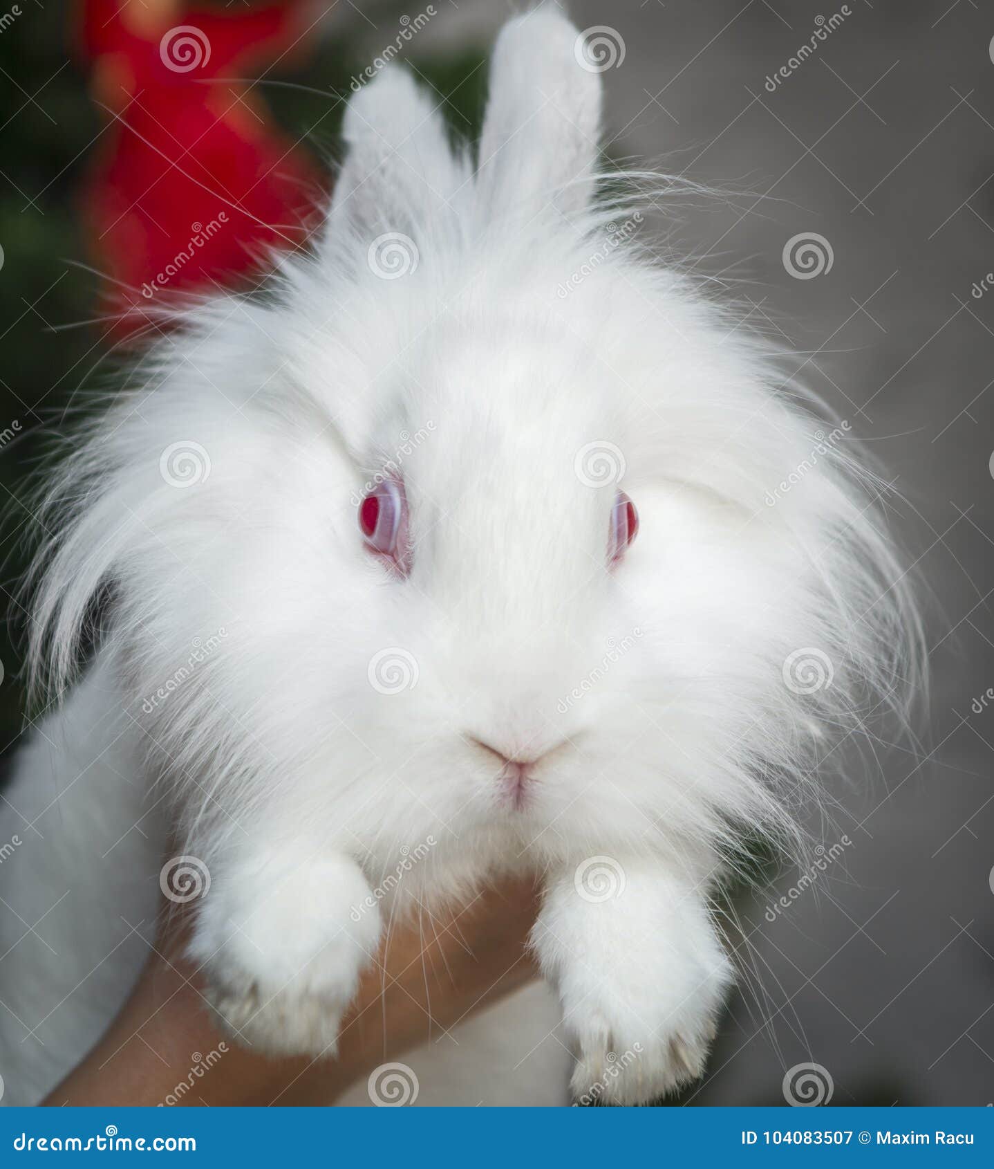 White rabbit on hand stock image. Image of love, beautiful - 104083507