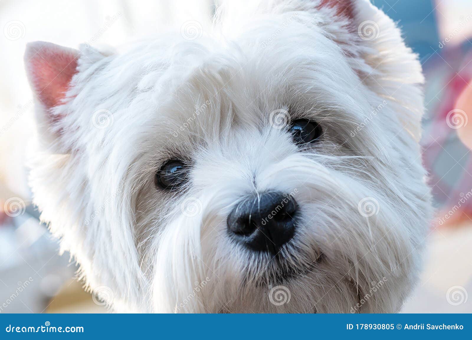 Portrait of White Dog Close-up Stock Image - Image of shepherd, canine ...