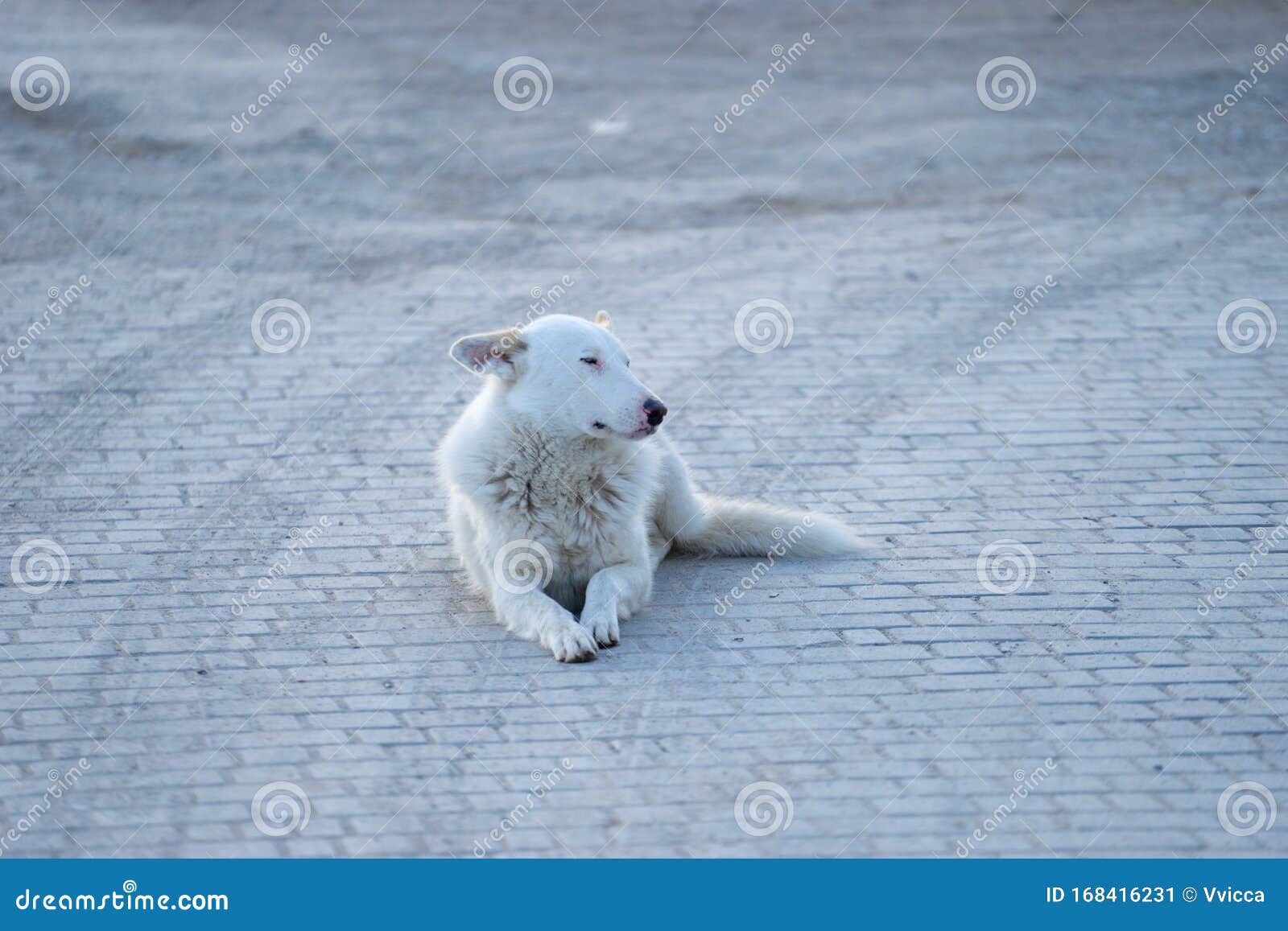 Portrait of a White Dog Lying on the Pavement Stock Image - Image of ...