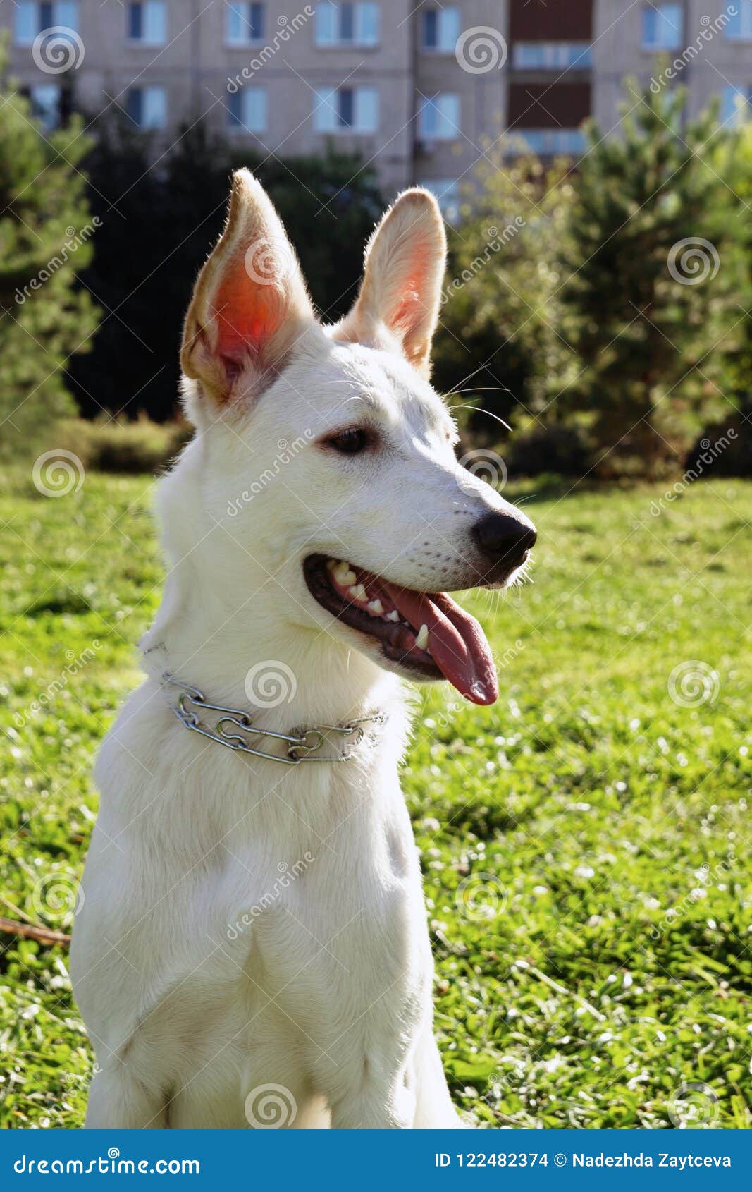 Portrait of White Dog on a Walk in a Park. Stock Photo - Image of eyes ...