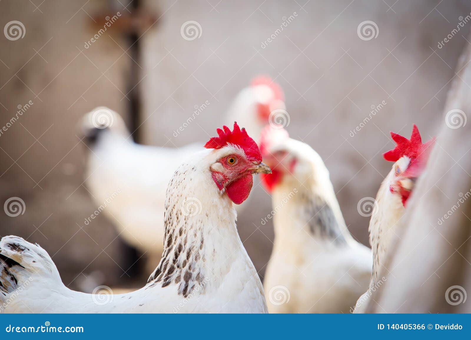 Portrait of White Domestic Hen Stock Photo - Image of livestock, crest ...