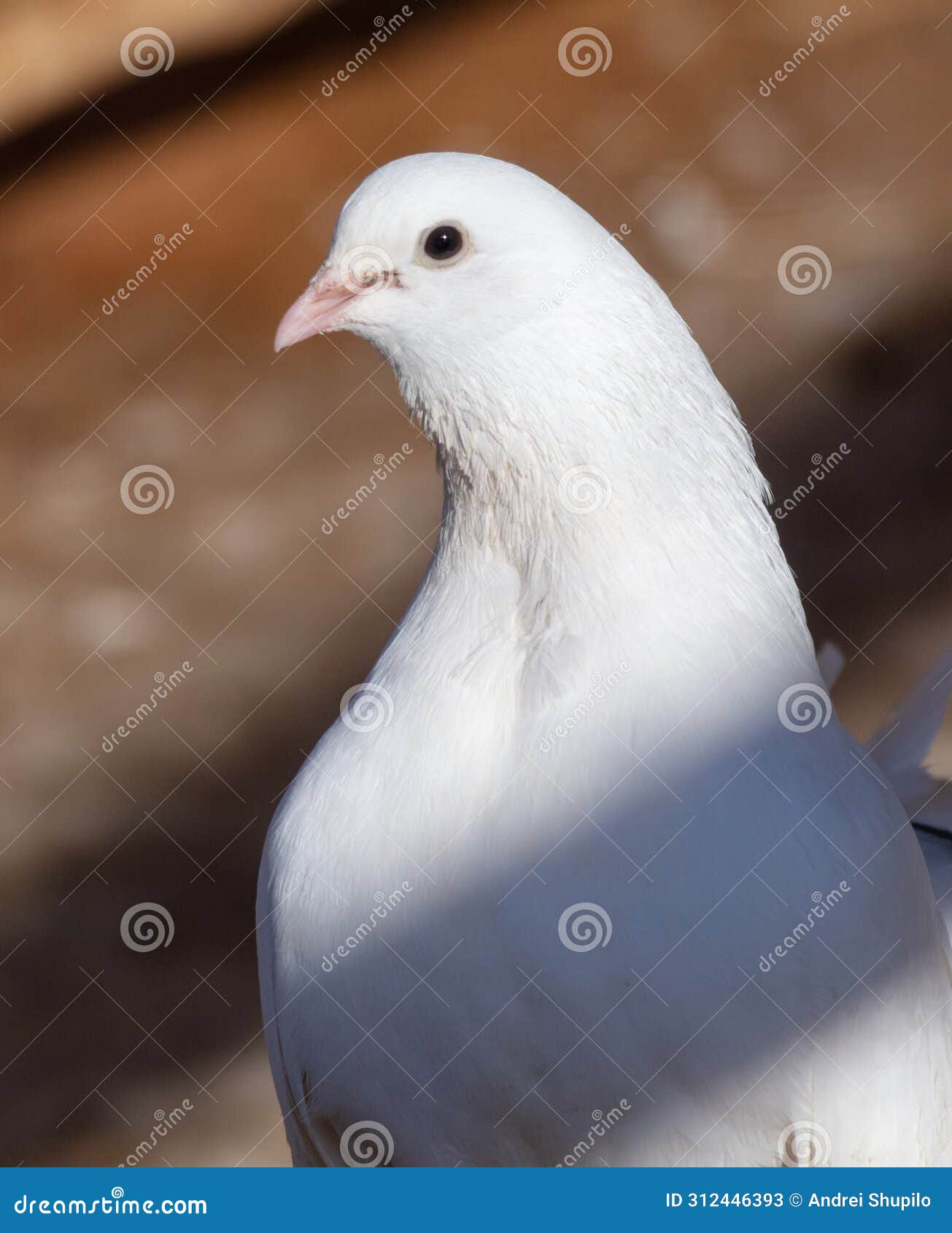 Portrait of a White Dove on a Farm Stock Image - Image of dove, peace ...