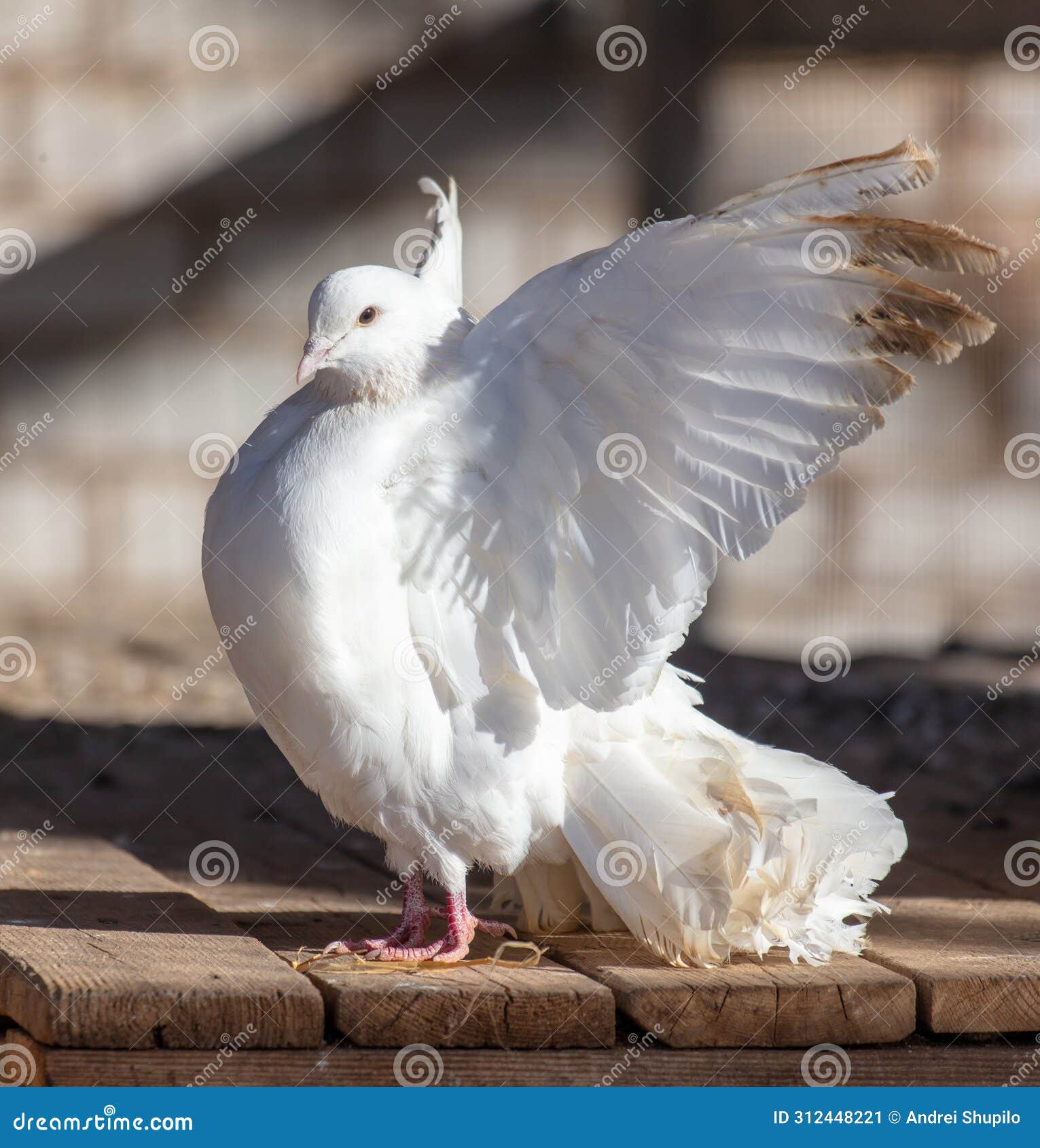 Portrait of a White Dove on a Farm Stock Image - Image of wing, animal ...