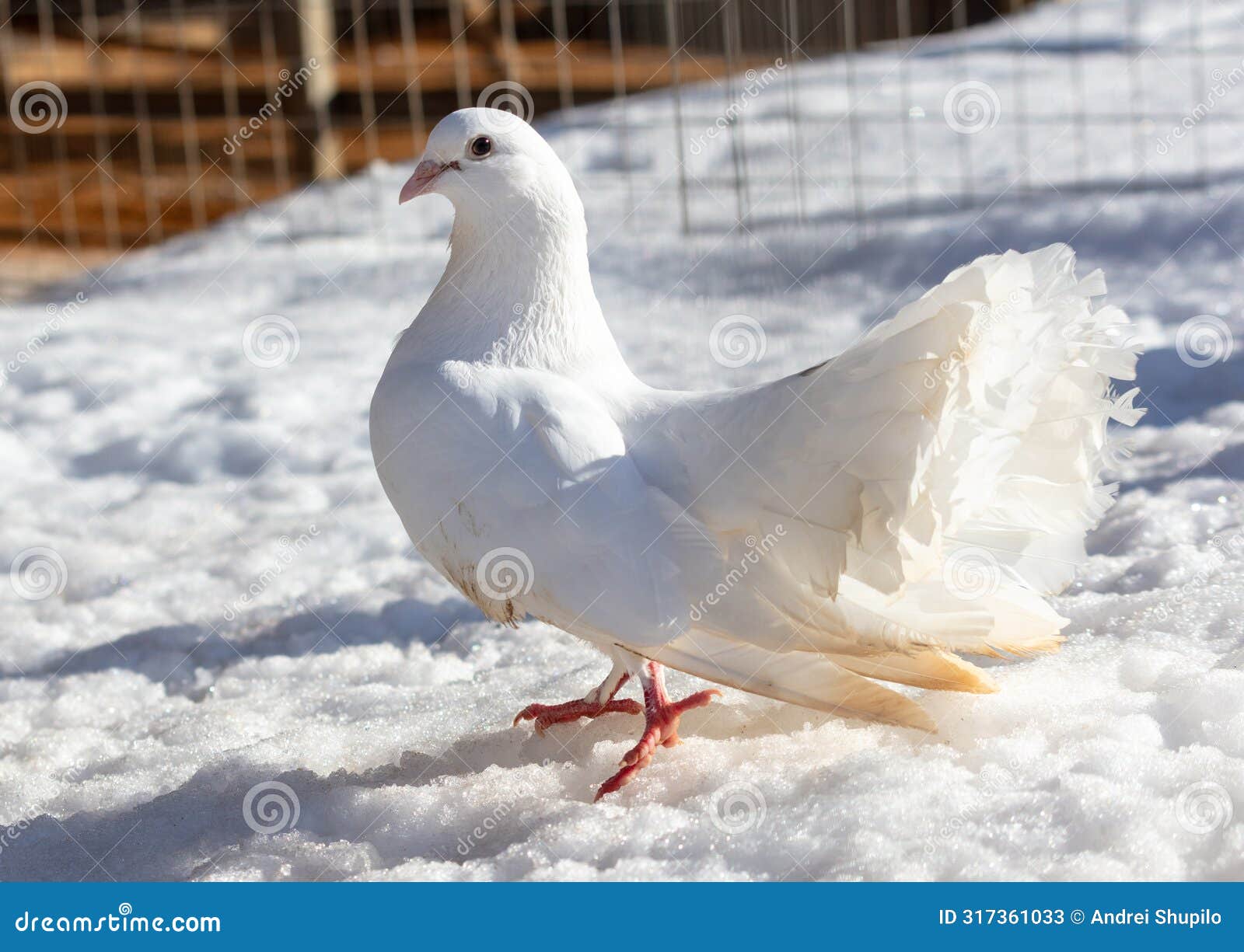 Portrait of a White Dove in the Snow in Winter Stock Image - Image of ...