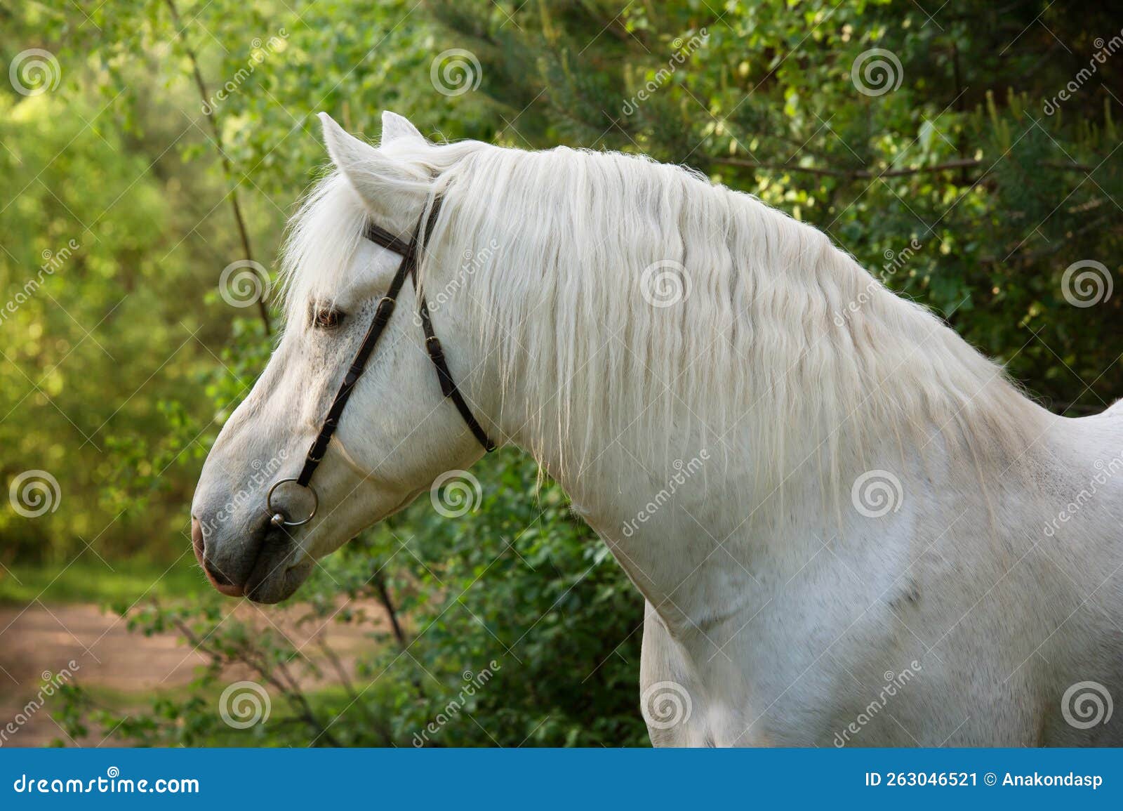 White Draft Horse At Freshly Ploughing Field Furrows Background Stock ...