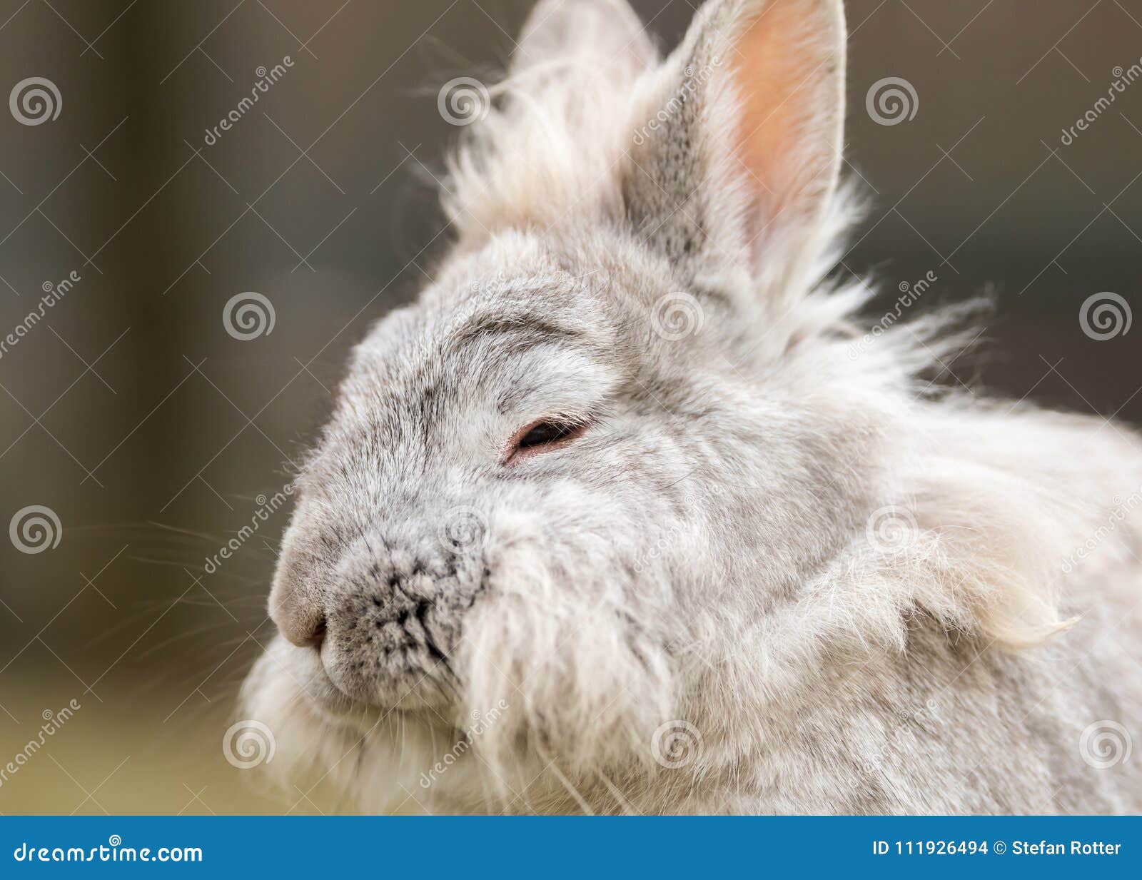 A Portrait of a White Dwarf Rabbit Stock Photo - Image of pretty, cony ...
