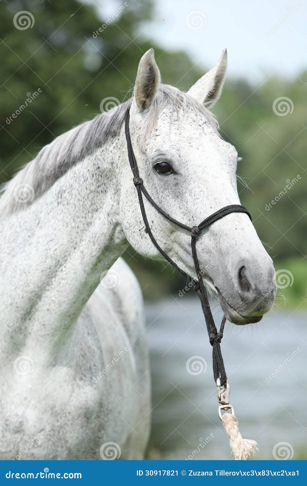 Portrait of White English Thoroughbred Horse in Front of River Stock ...