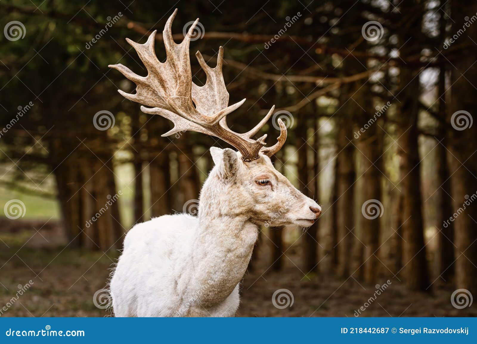 White Fallow Deer In Nature. Rare Albino Fallow Deer Royalty-Free Stock ...